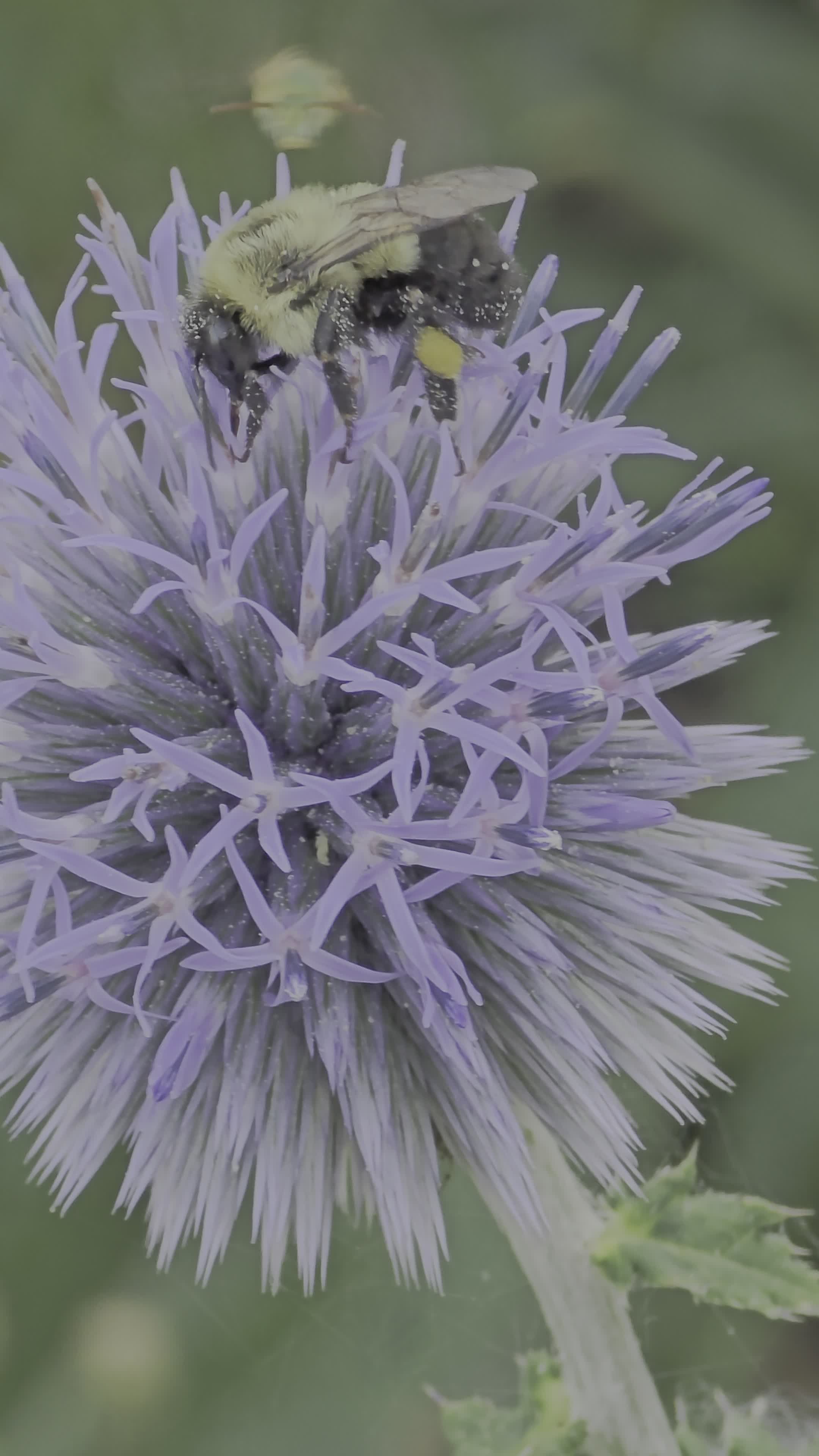 Flowers Vedios Videos, Download The BEST Free 4k Stock Video Footage ...