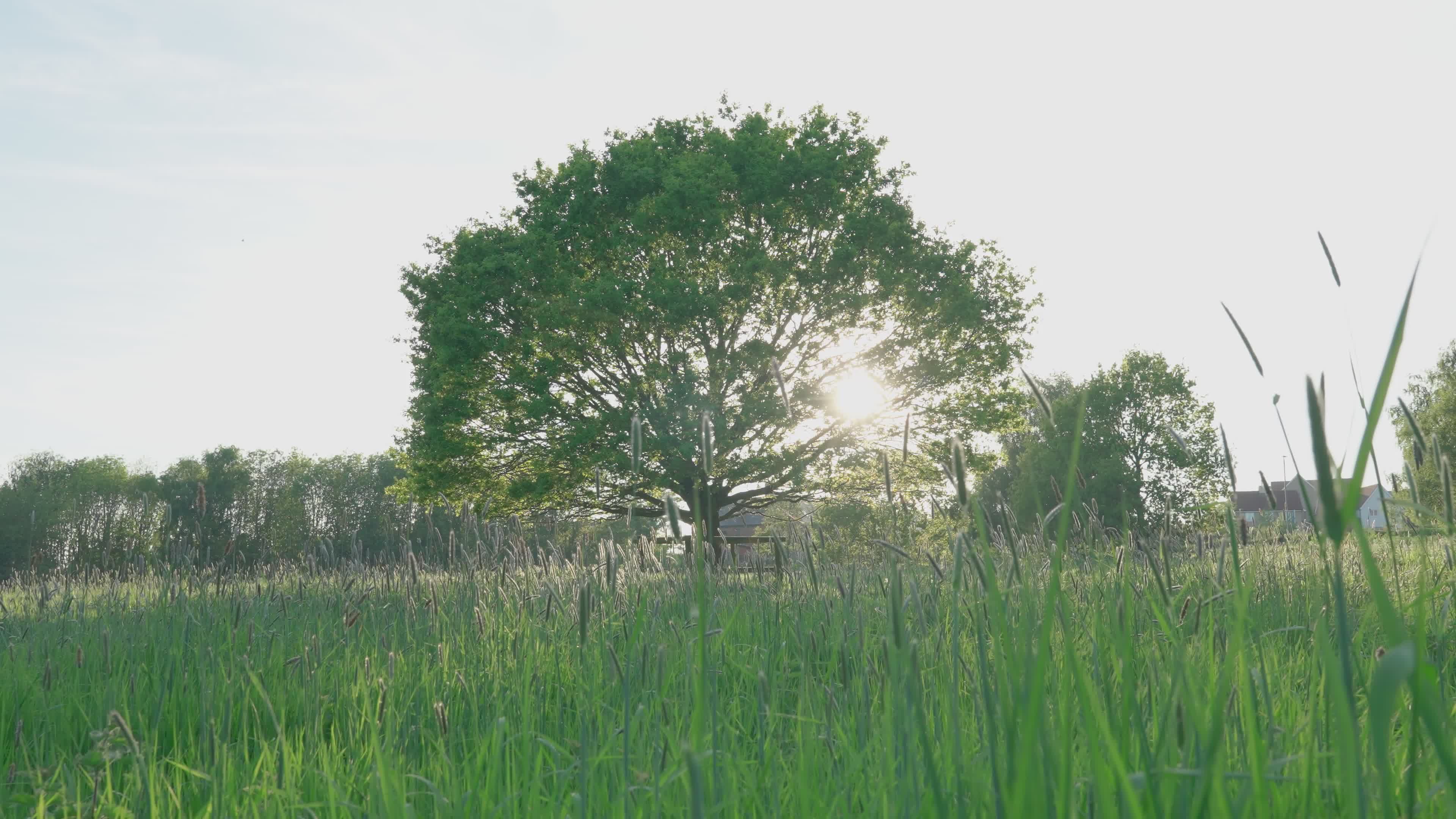 Serene Lone Tree in Idyllic Sunlit Field Free Stock Video Footage ...