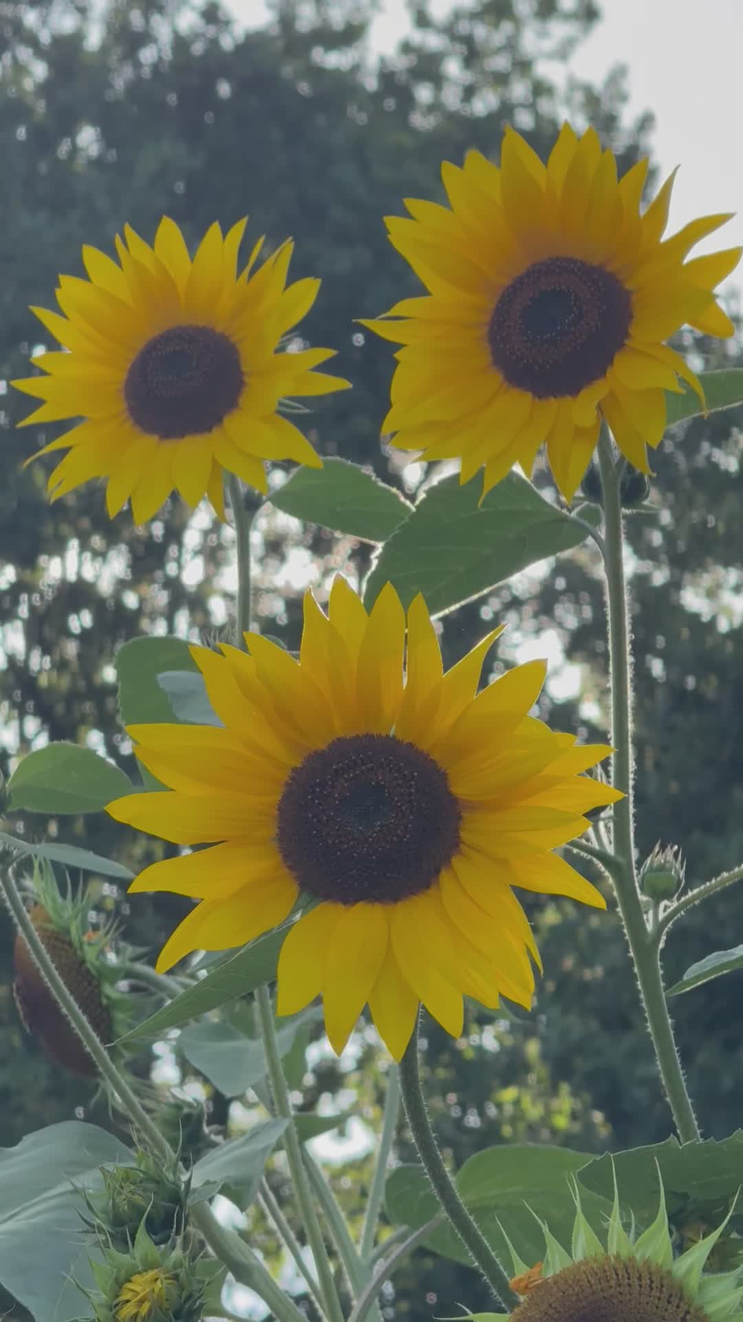 Your+Favorite+Sunflower+Onlyfans+Leaks Videos, Download The BEST Free ...