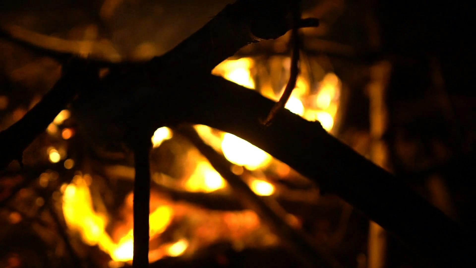 Using Tree Branches Stems To Make A Fire · Free Stock Video