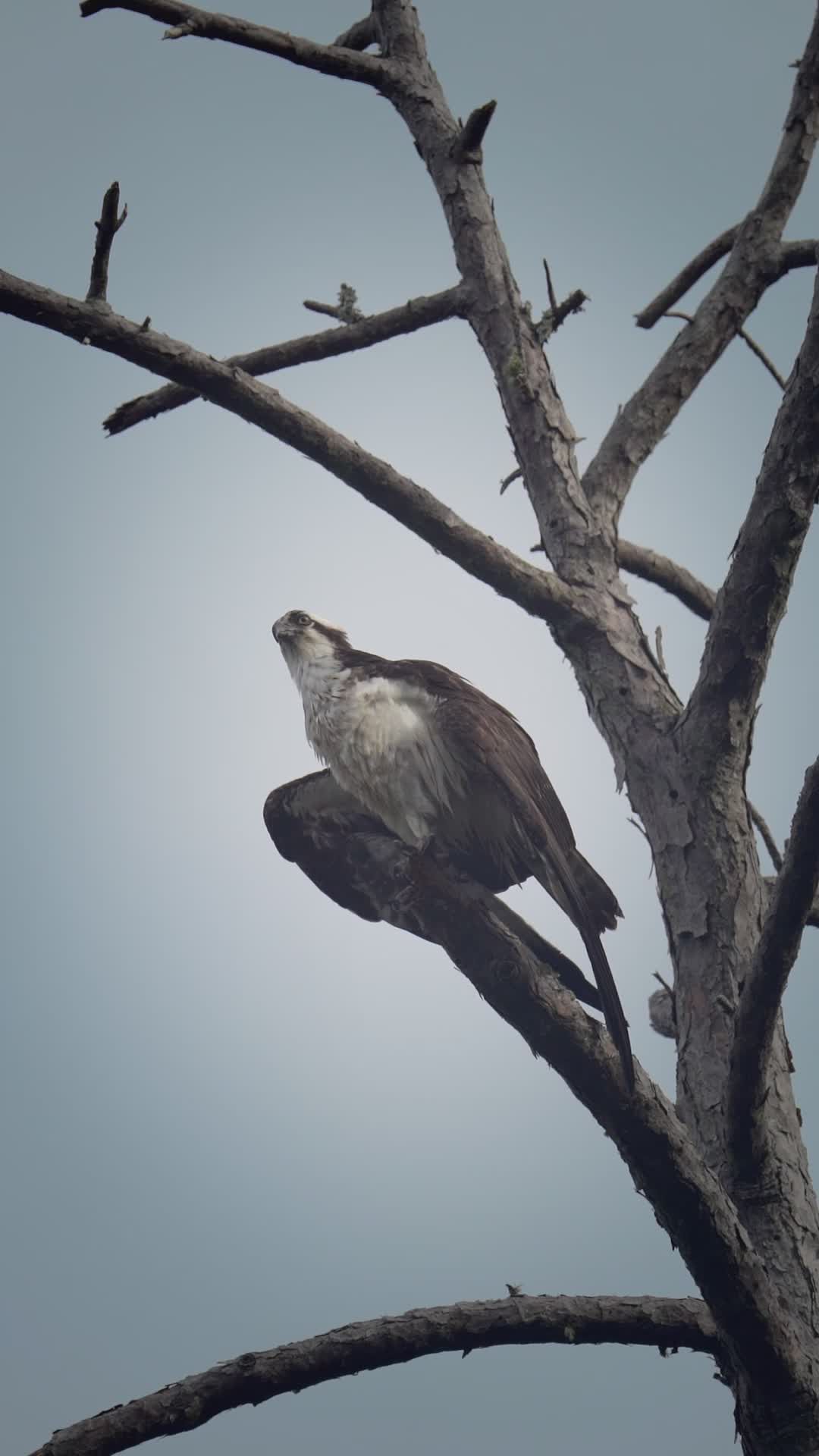 Animated Bird Videos, Download The BEST Free 4k Stock Video Footage ...