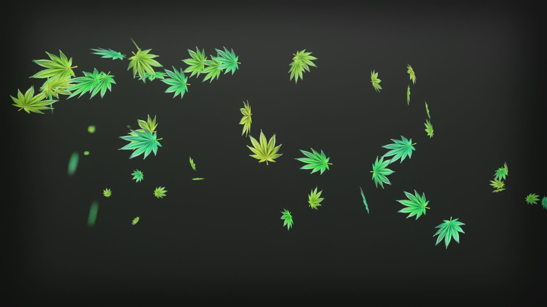Falling Cannabis Leaves Animation Free Stock Video Footage, Royalty ...