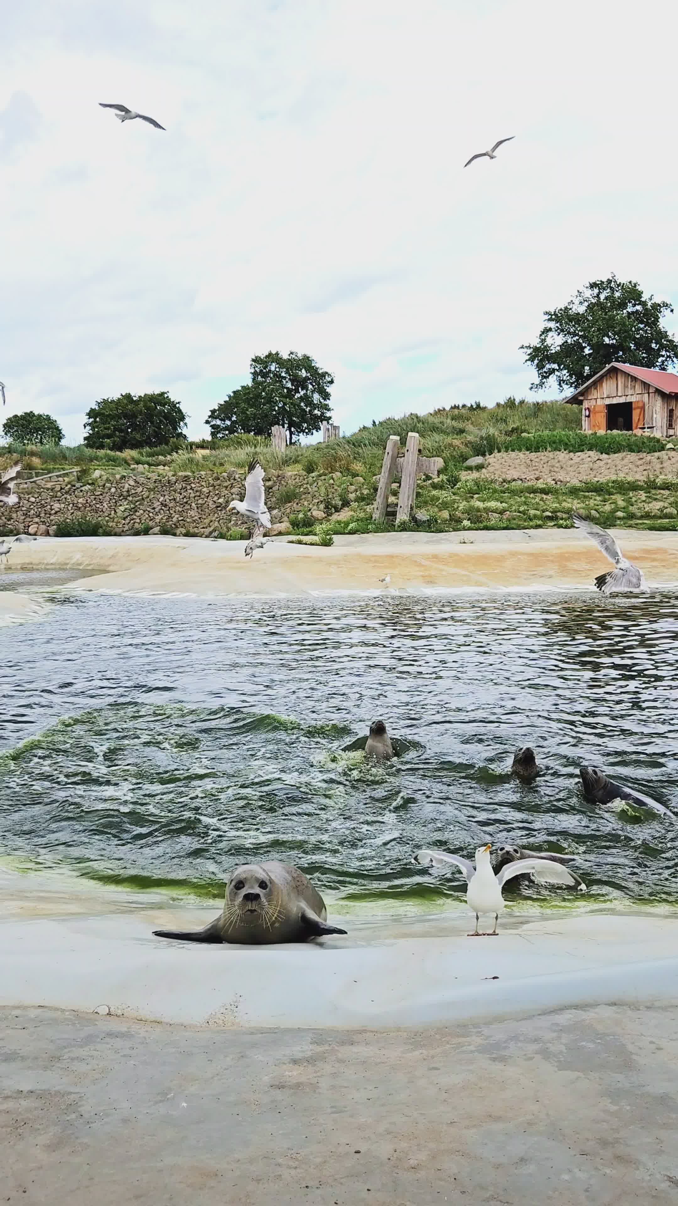Captivating Seal and Seagull Interaction at Coastal Zoo Free Stock ...