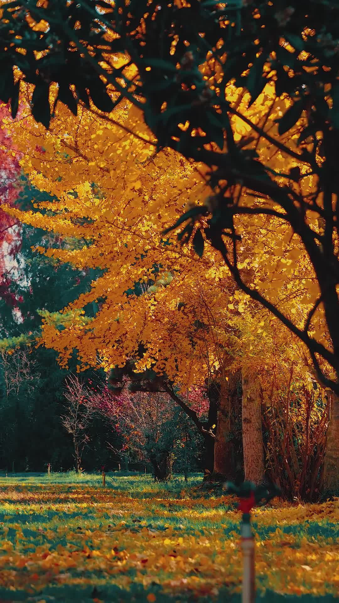 Vibrant Autumn Foliage in Sunlit Park Free Stock Video Footage, Royalty ...