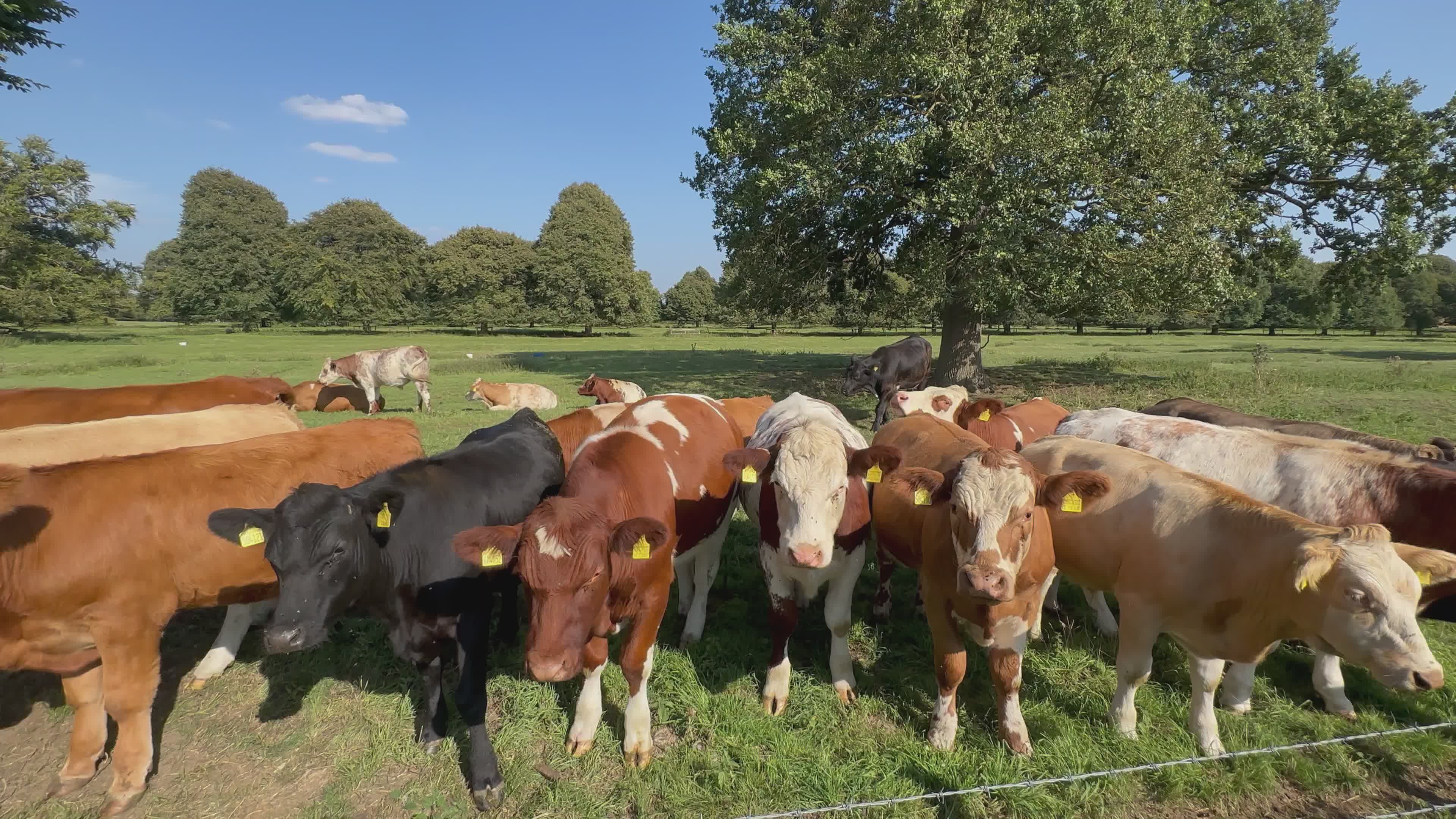 Peaceful Cattle Grazing in Sunny Pasture Free Stock Video Footage ...