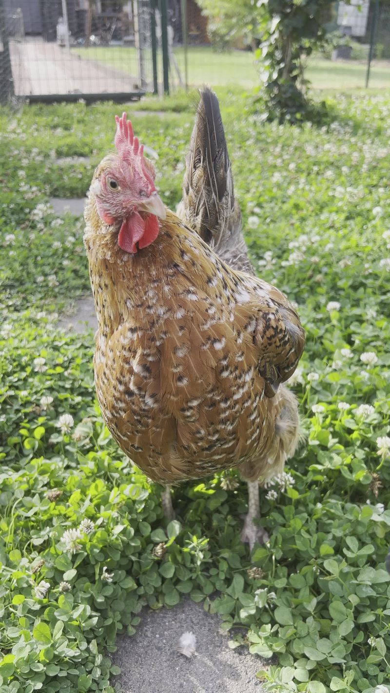 Dancing Chicken Videos, Download The BEST Free 4k Stock Video Footage ...