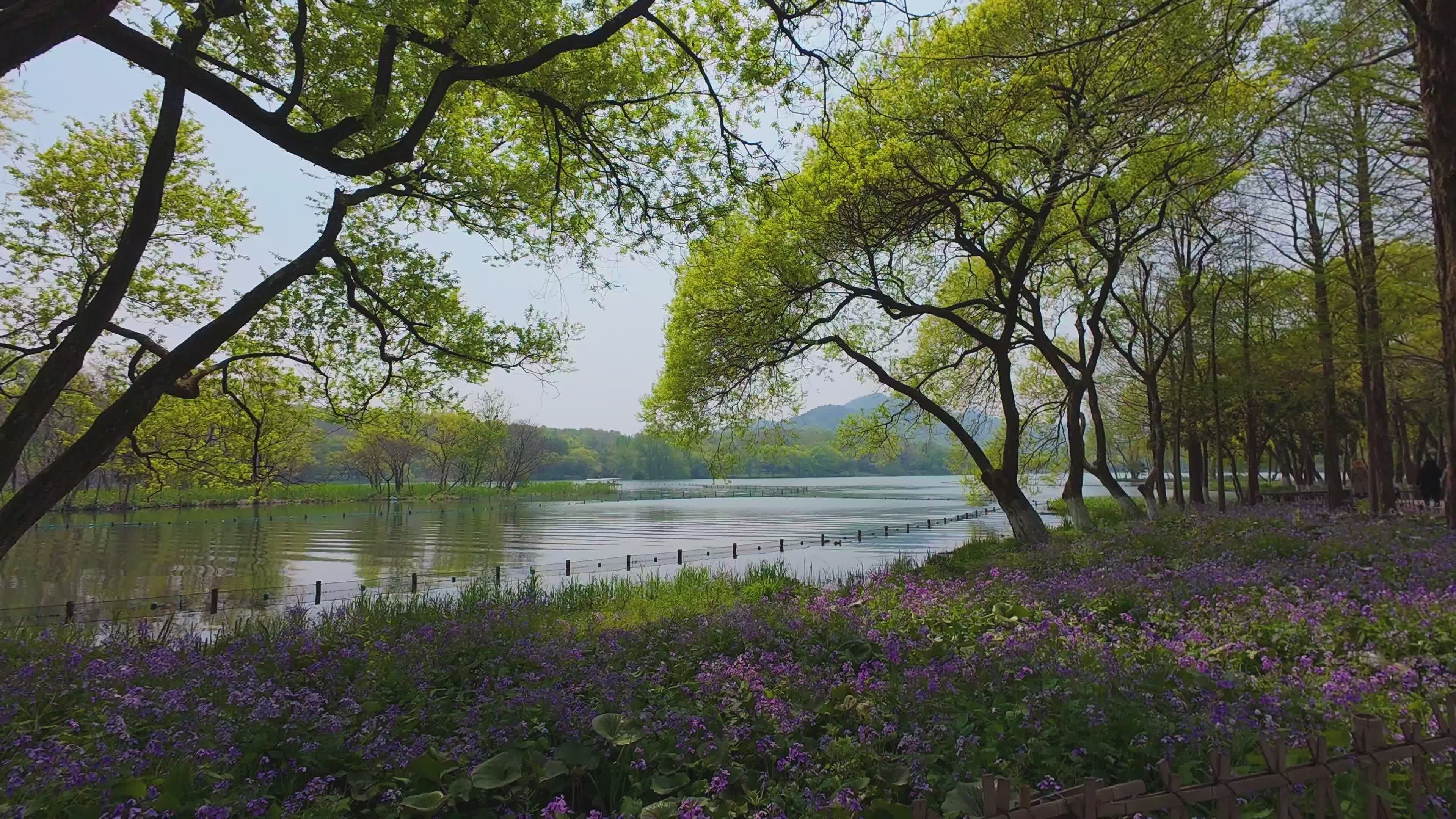 Serene Lakeside Spring Scene in Hangzhou Free Stock Video Footage ...