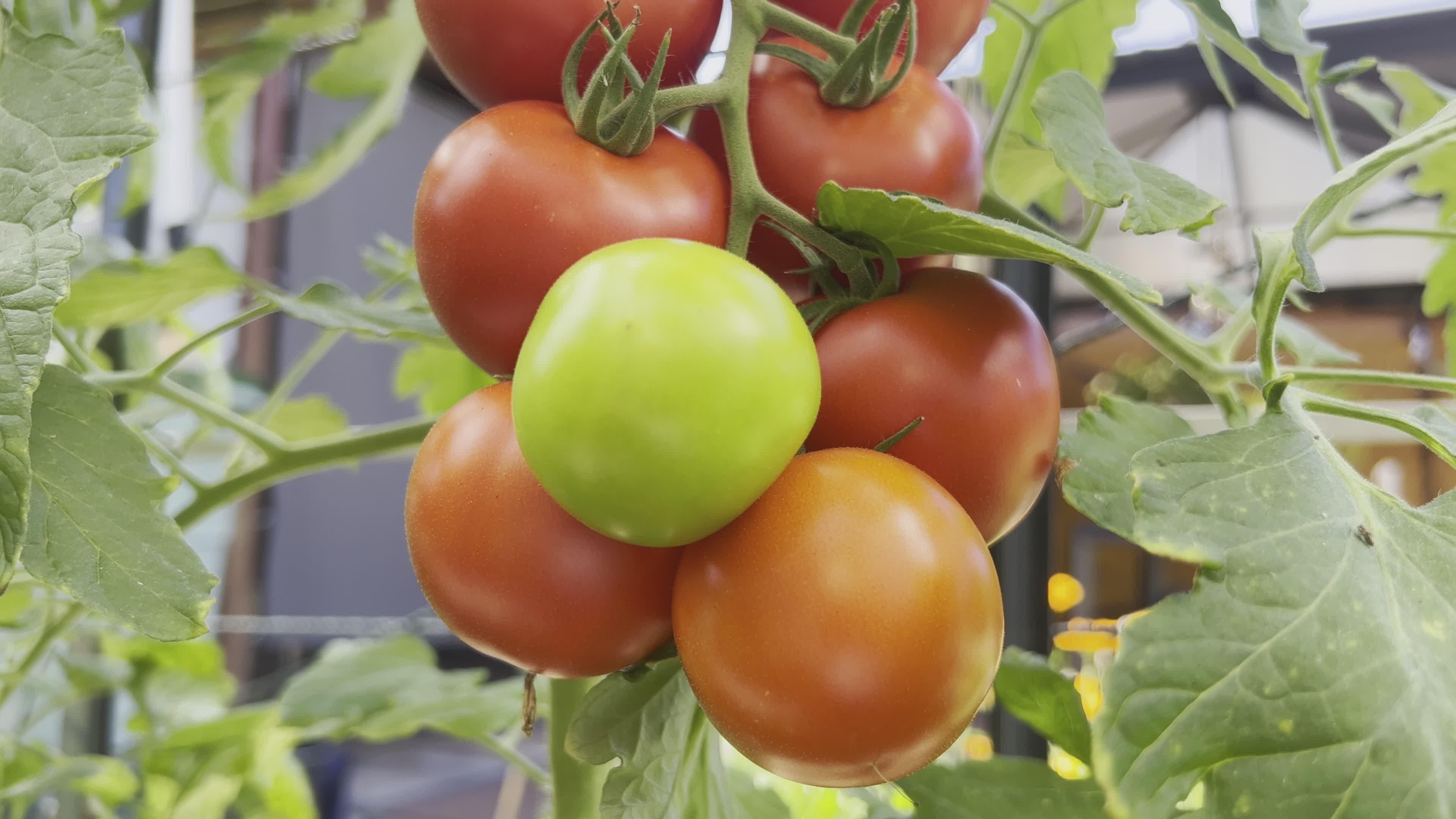 Vibrant Tomato Cluster on Vine Outdoors Free Stock Video Footage ...
