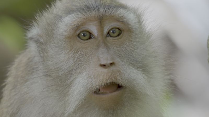 Laughing Monkey Videos, Download The BEST Free 4k Stock Video Footage ...