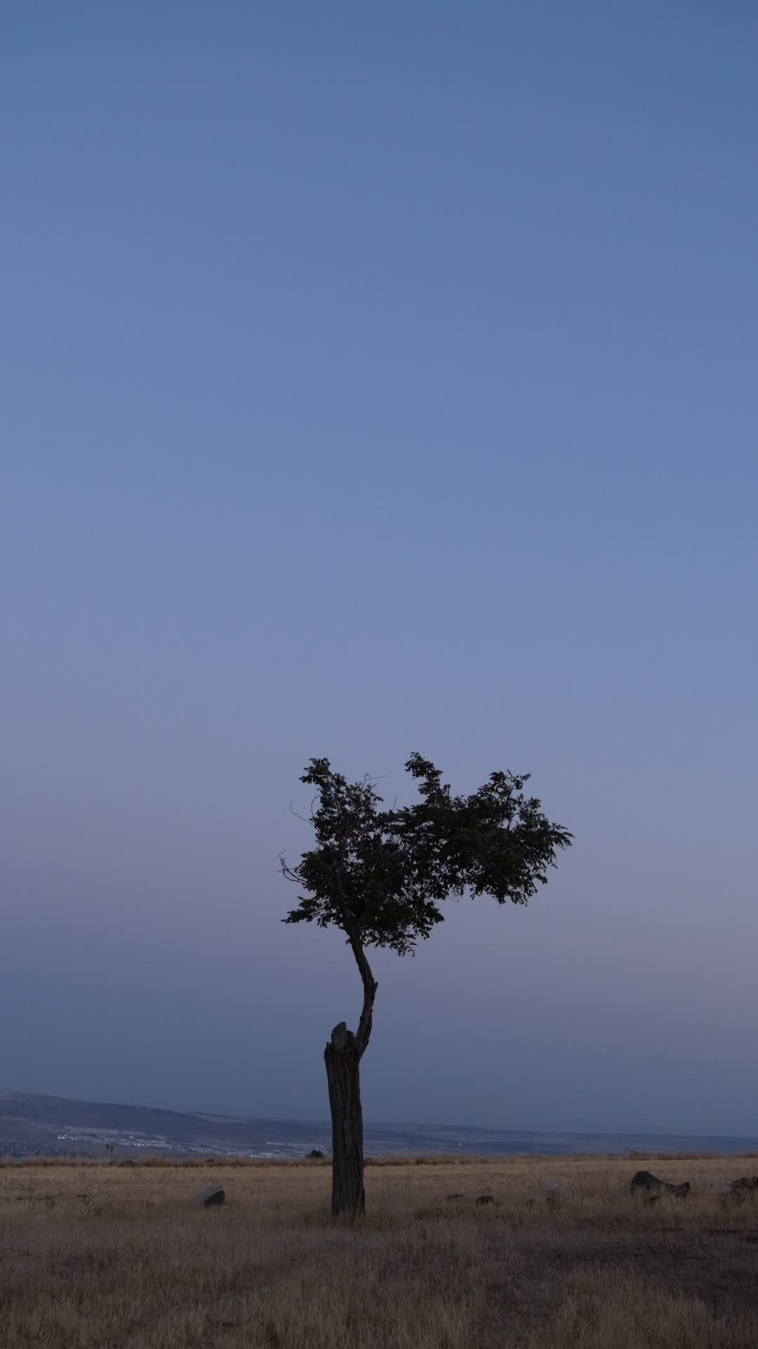 Tree Alone Videos, Download The BEST Free 4k Stock Video Footage & Tree ...