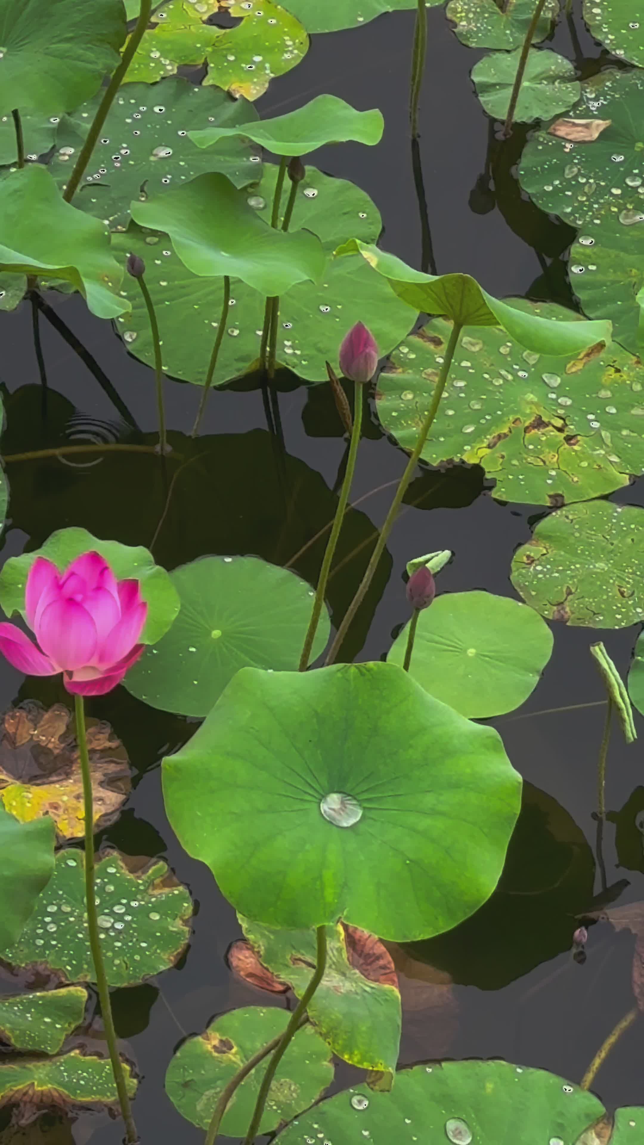 Pink Lotus Bud in Lush Green Pond Free Stock Video Footage, Royalty ...