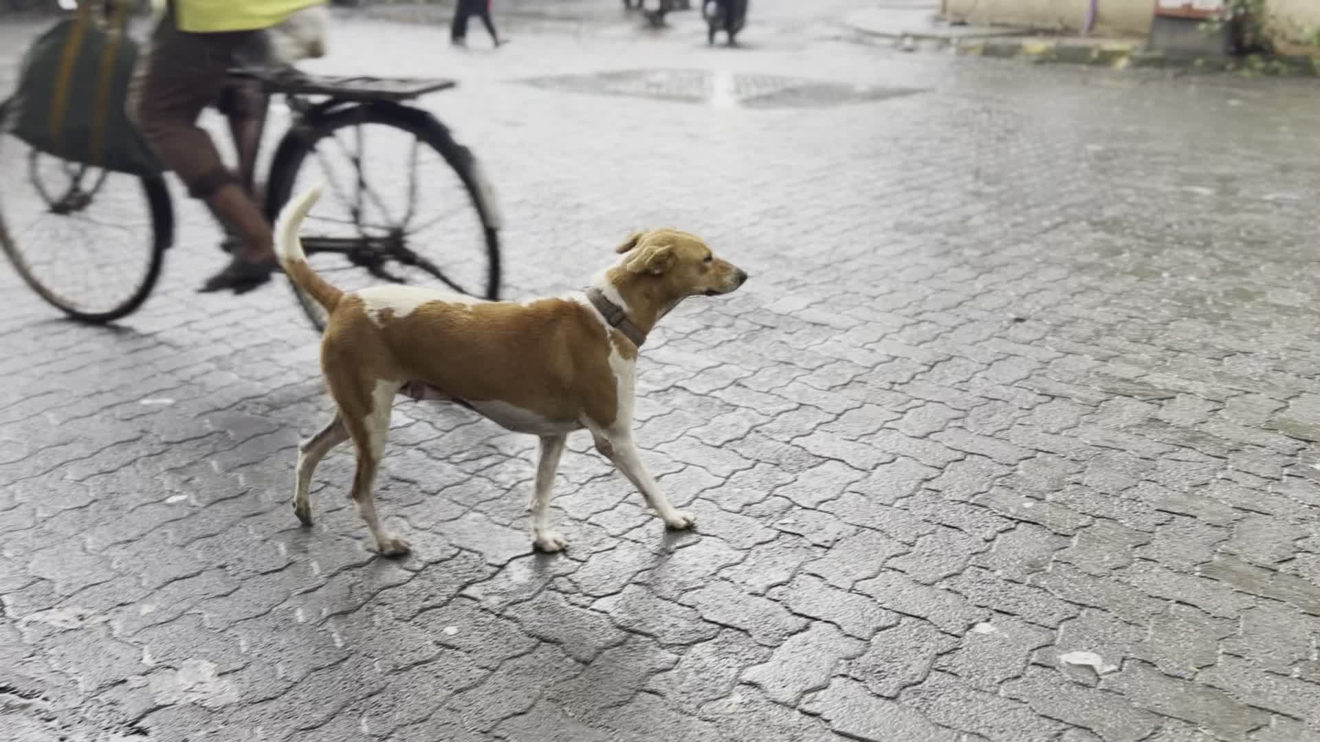 Two dogs are walking on the street in front of a building Free Stock ...