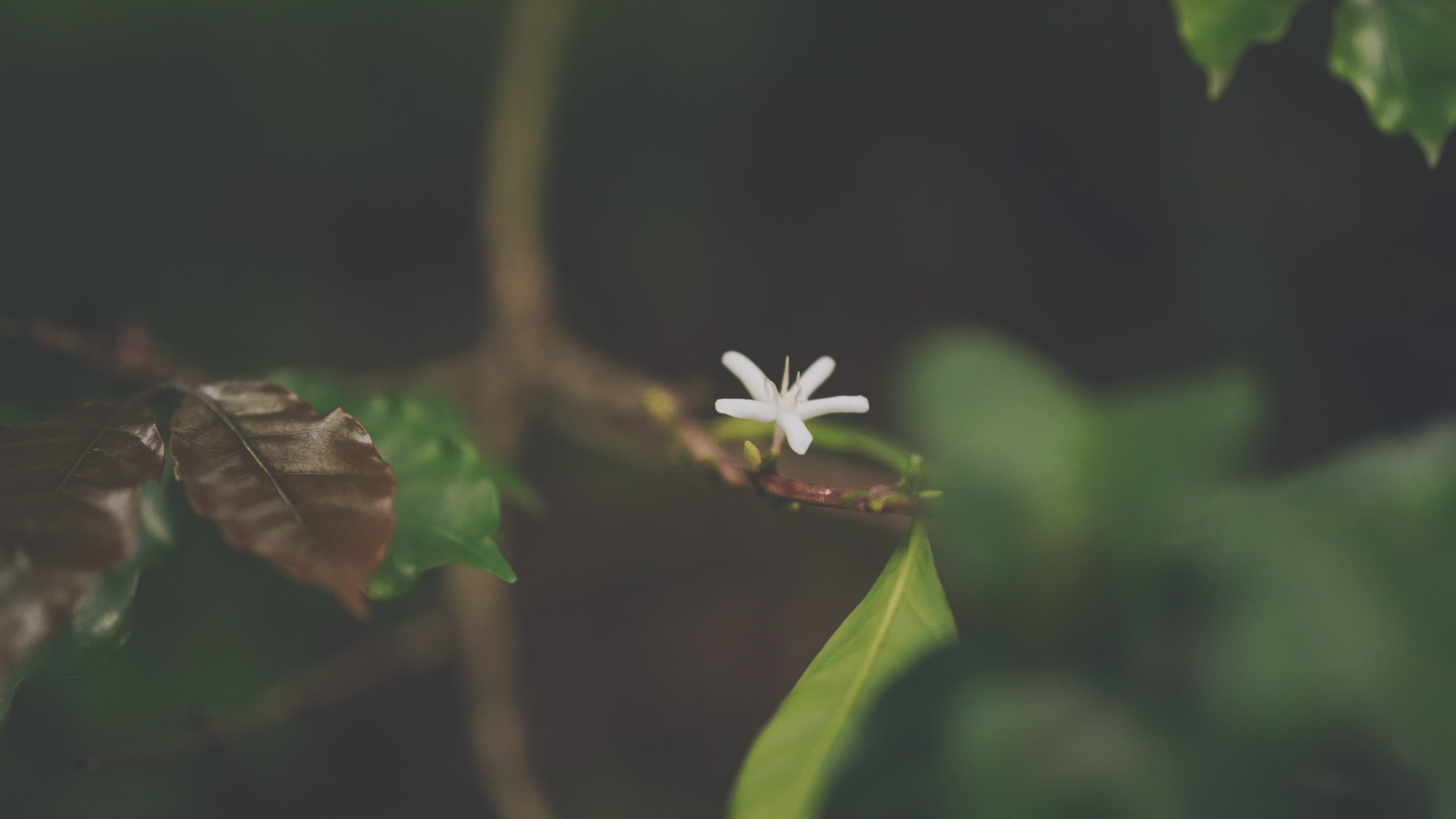 Close-up of Coffee Flower on Tree Branch Free Stock Video Footage ...