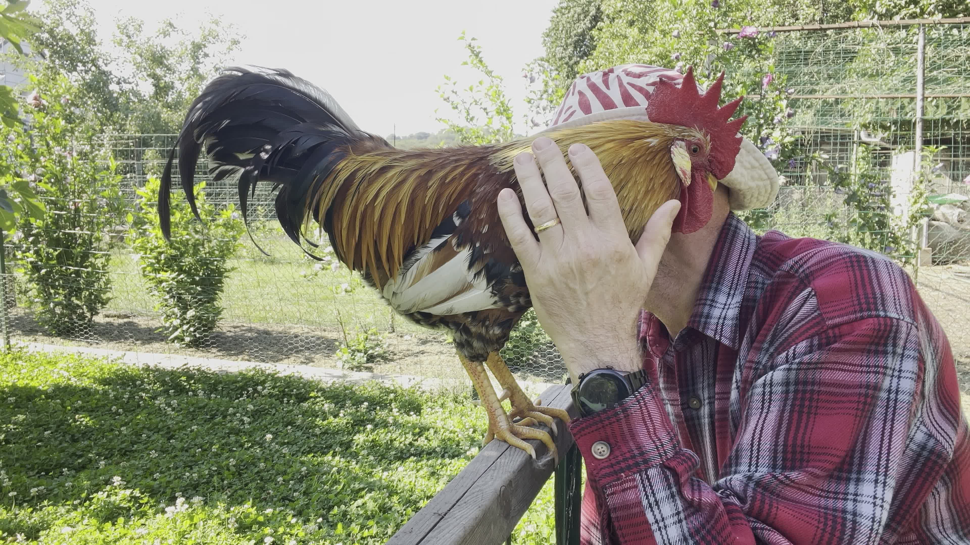 Man Interacts with Rooster Outdoors Free Stock Video Footage, Royalty ...