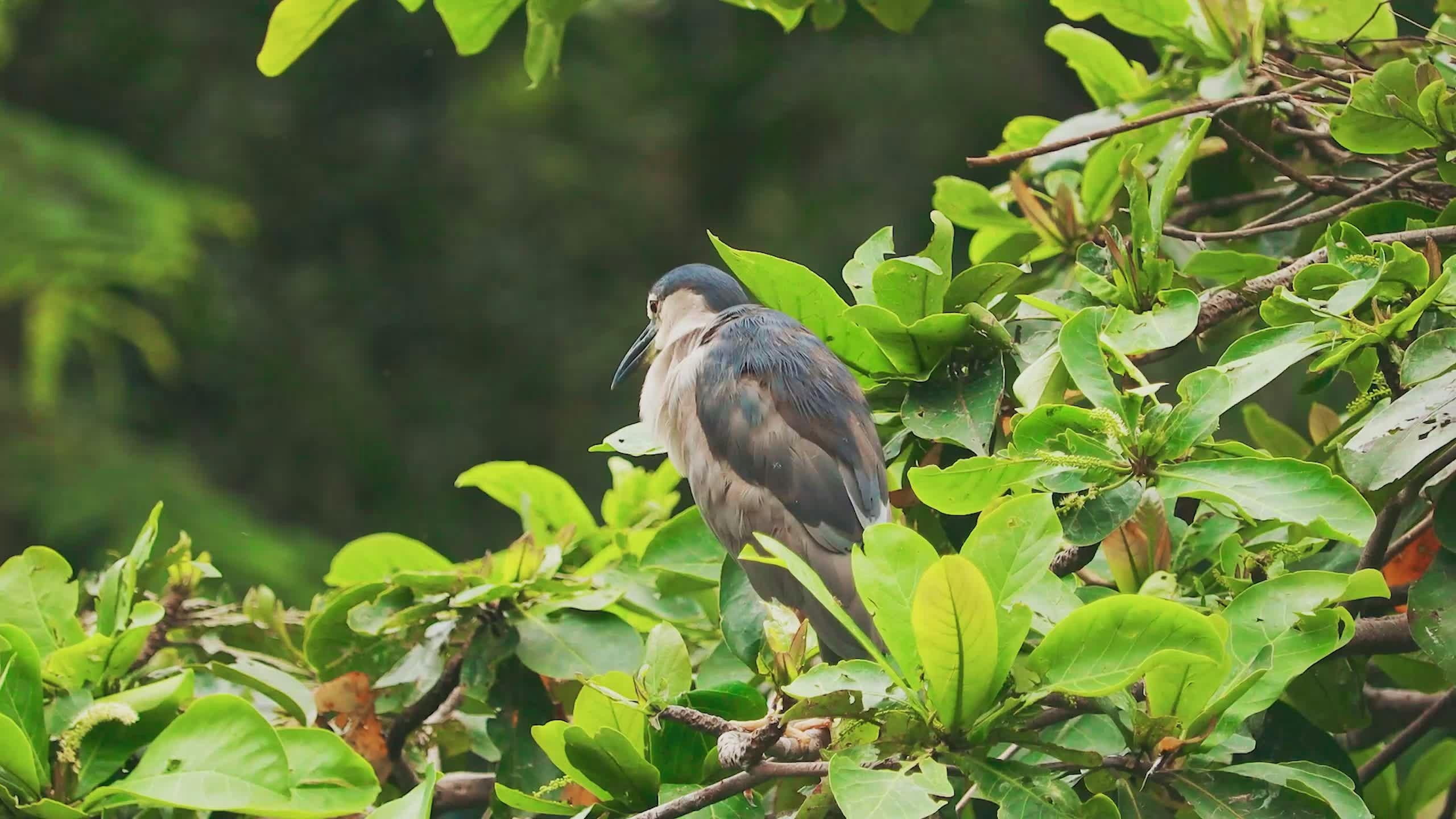 Peaceful Bird Perching on Lush Greenery Free Stock Video Footage ...