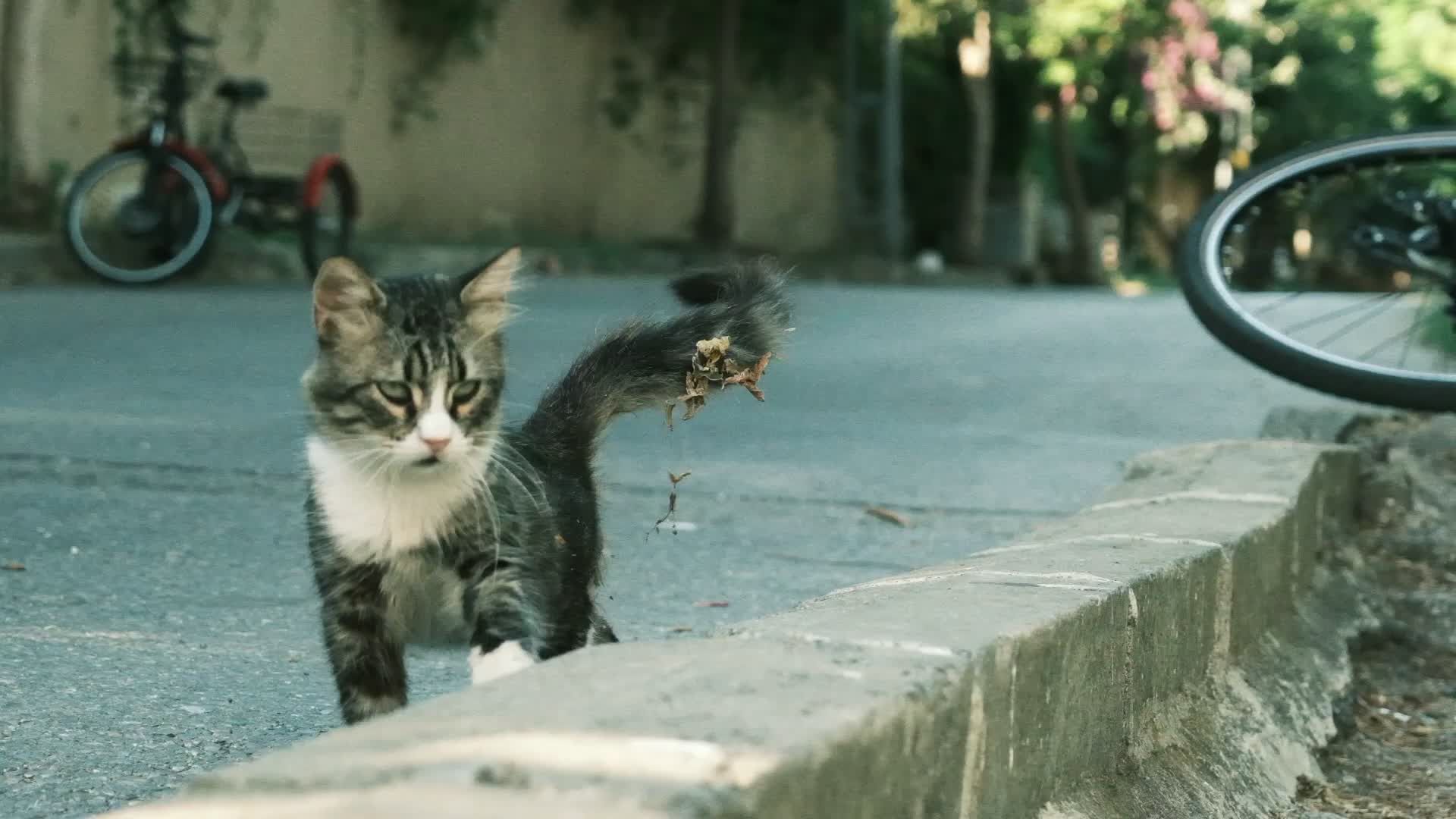 Cute Kitten Walking Along Urban Street Free Stock Video Footage ...