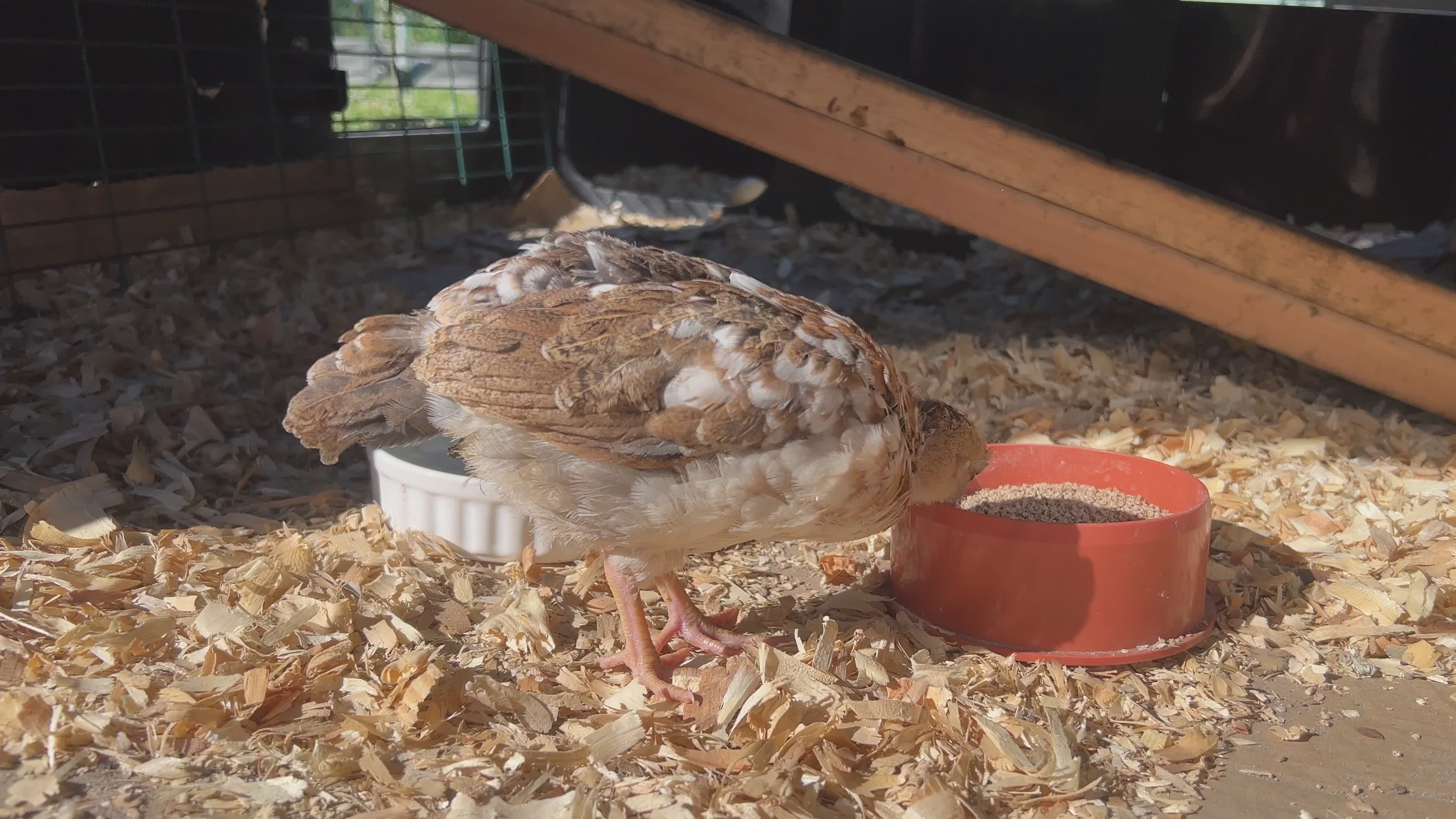 Peaceful Hen Resting in Chicken Coop Free Stock Video Footage, Royalty ...
