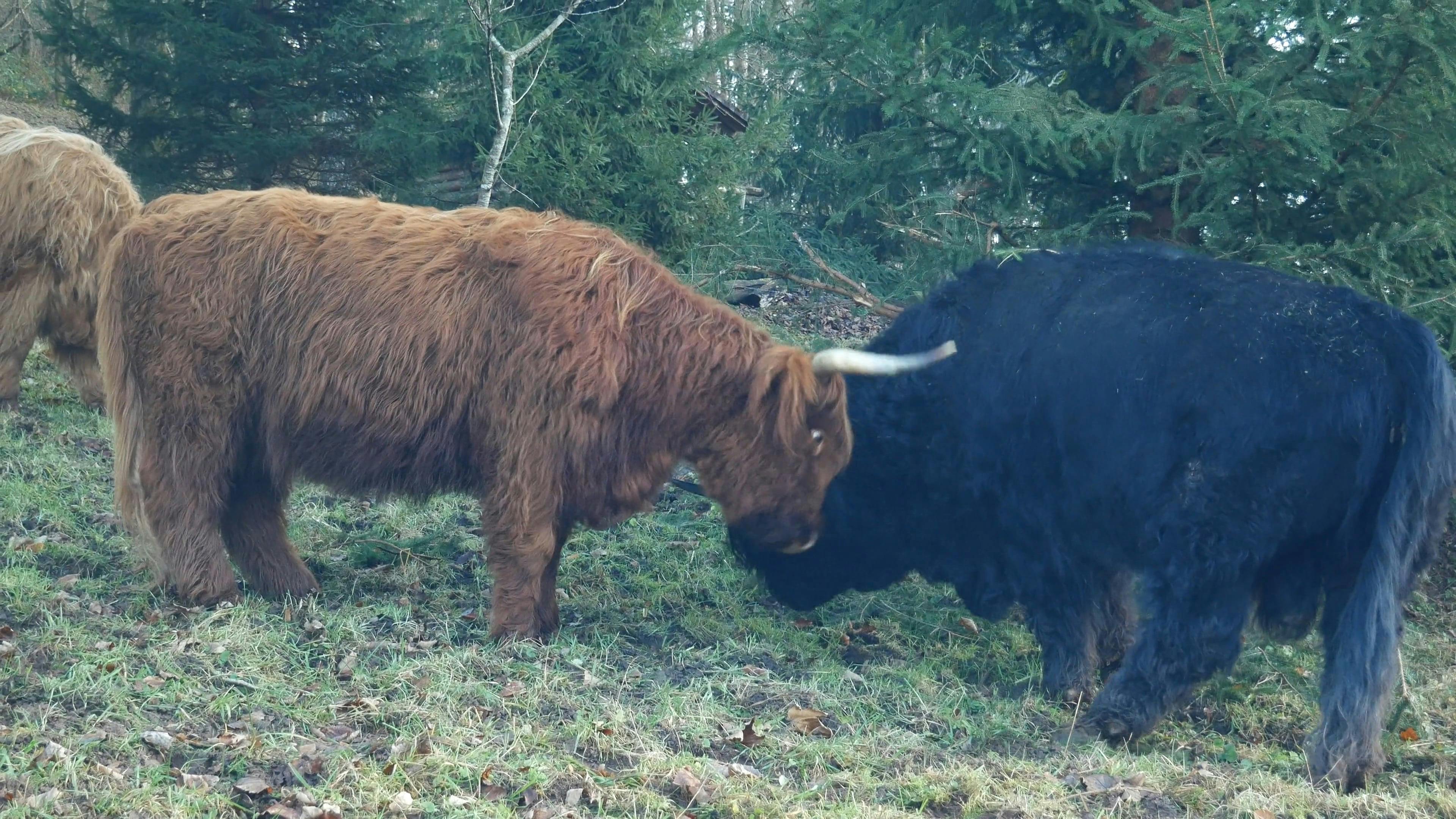 Buffalo Videos, Download Free 4k Stock Video Footage & Buffalo HD Video ...