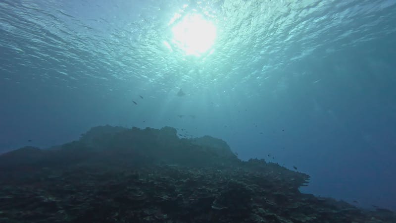 Under The Sea Videos, Download The BEST Free 4k Stock Video Footage ...