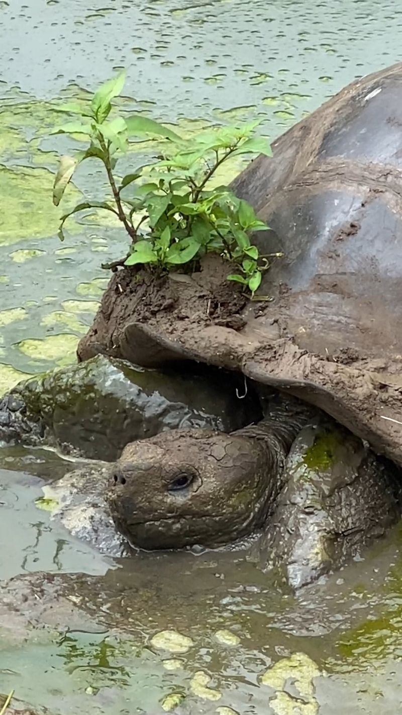 Turtle Videos, Download The BEST Free 4k Stock Video Footage & Turtle ...