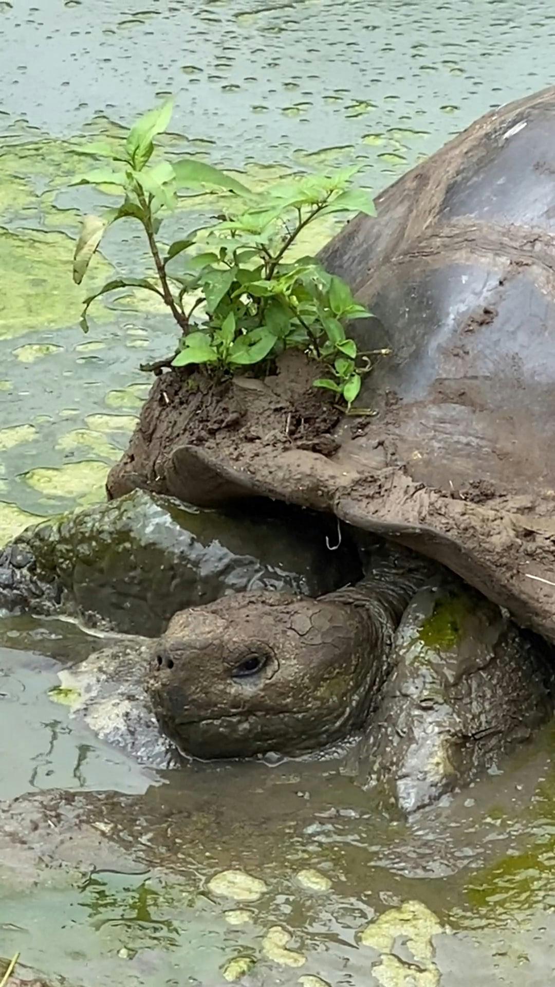 Two Old Turtle Chilling In The Mud · Free Stock Video