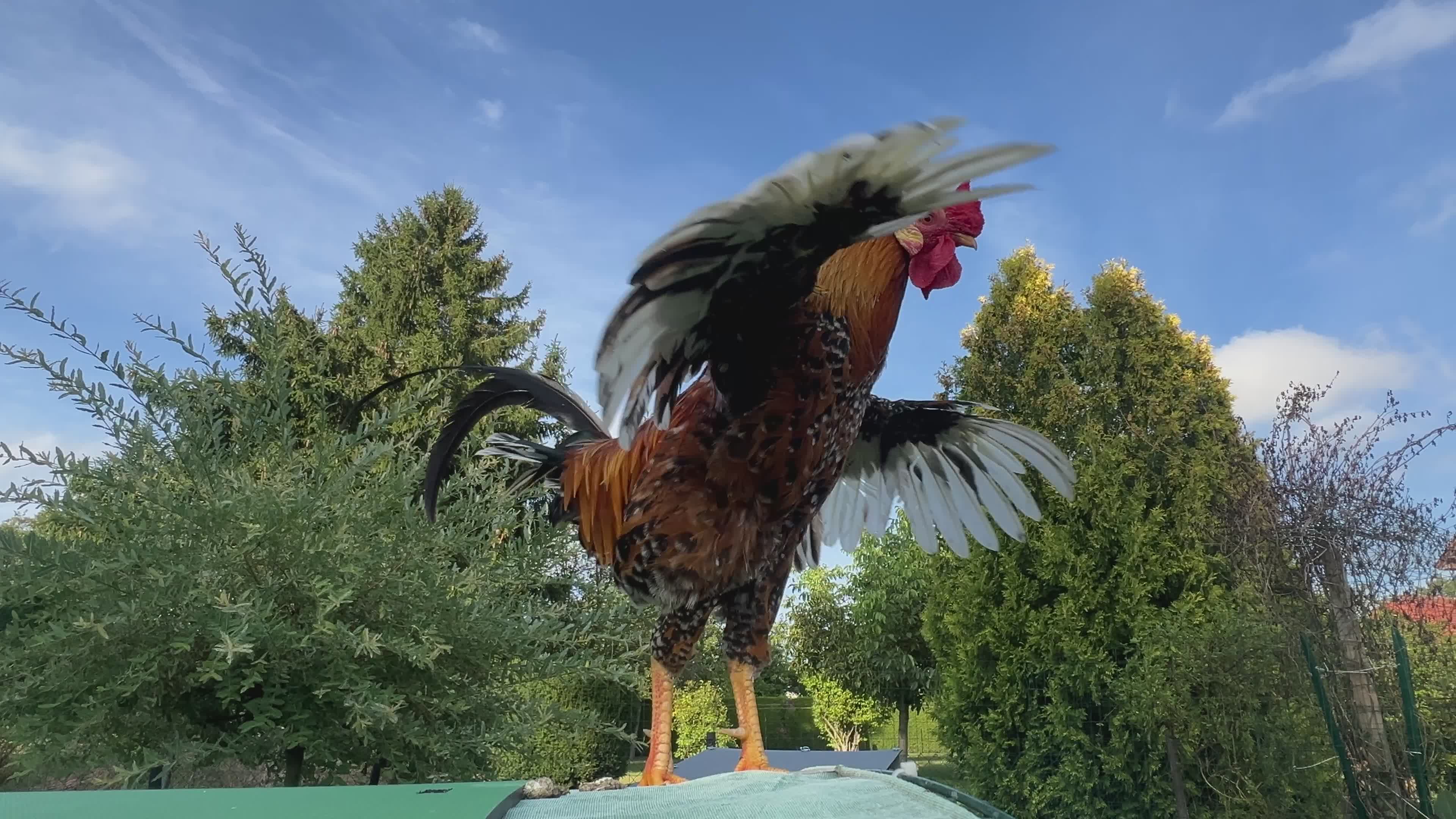 Vibrant Rooster Crowing Outdoors in Summer Free Stock Video Footage ...