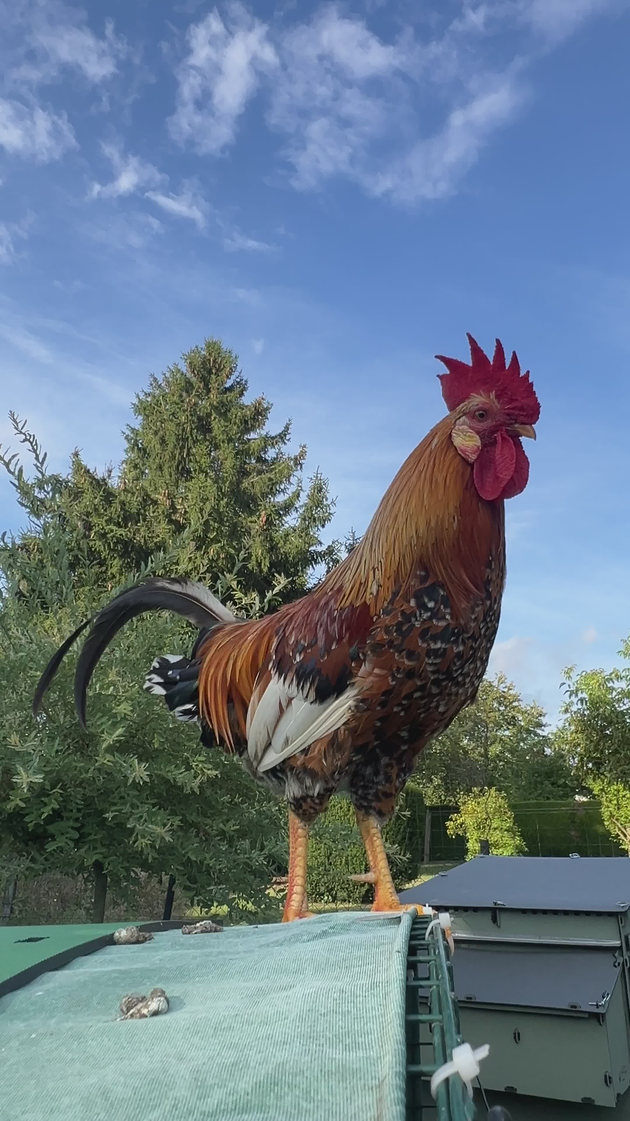 Vibrant Rooster Crowing on a Sunny Day Free Stock Video Footage ...