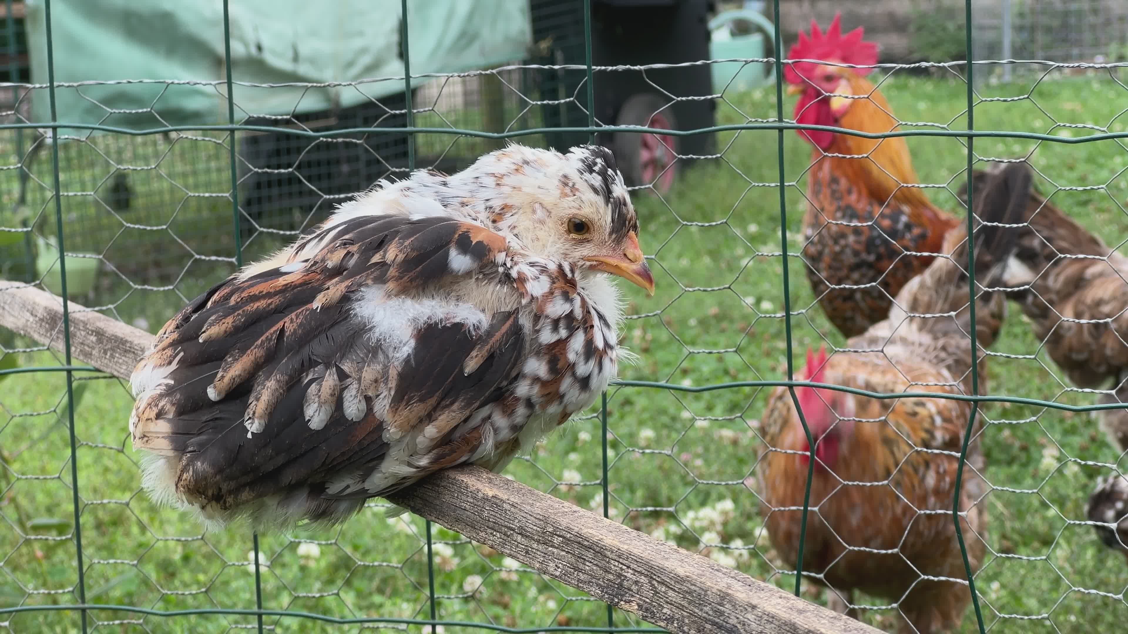 Farm Chicks Behind Fence Videos, Download The BEST Free 4k Stock Video ...
