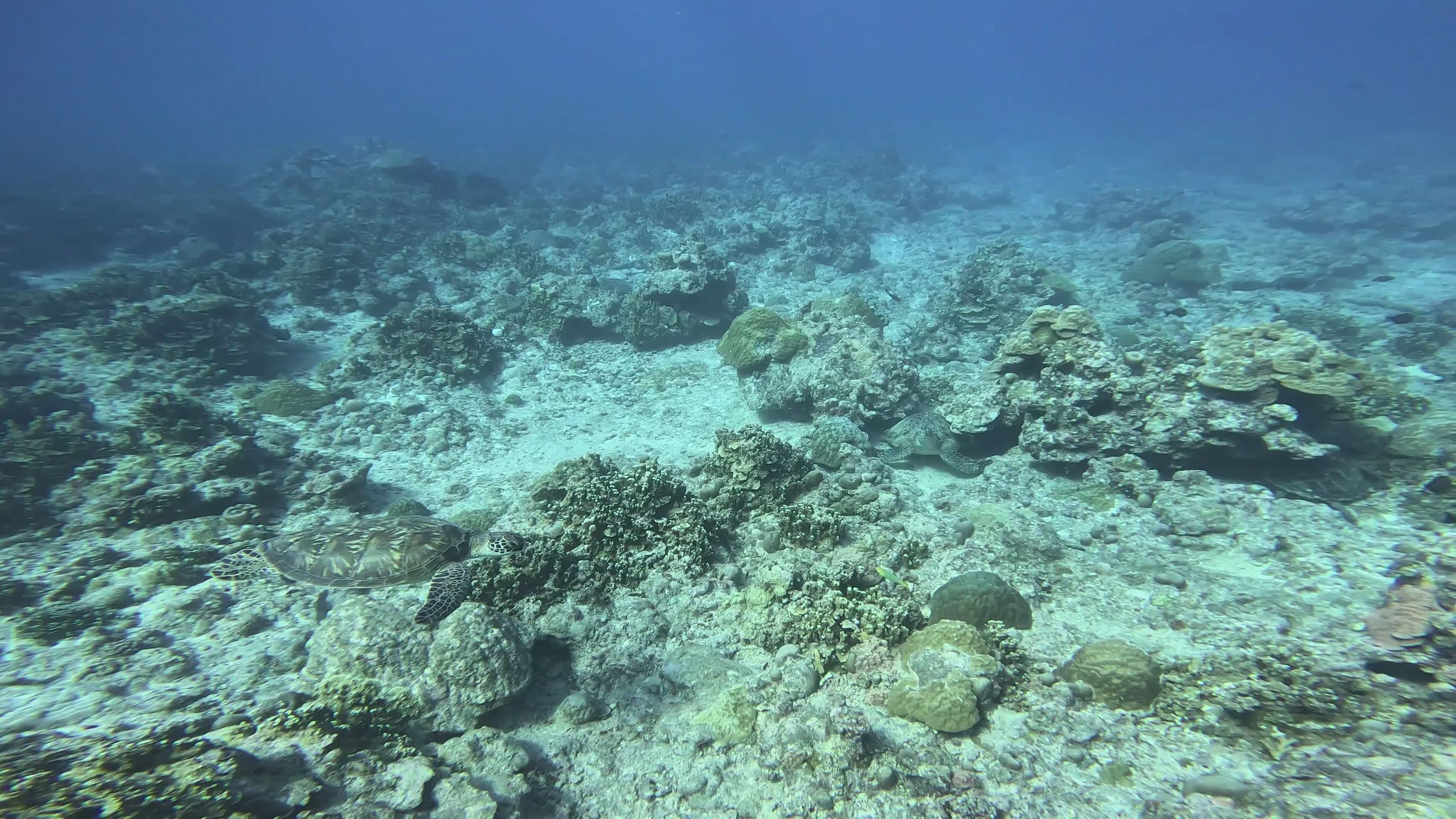 Stunning Underwater Coral Reef Footage Free Stock Video Footage ...