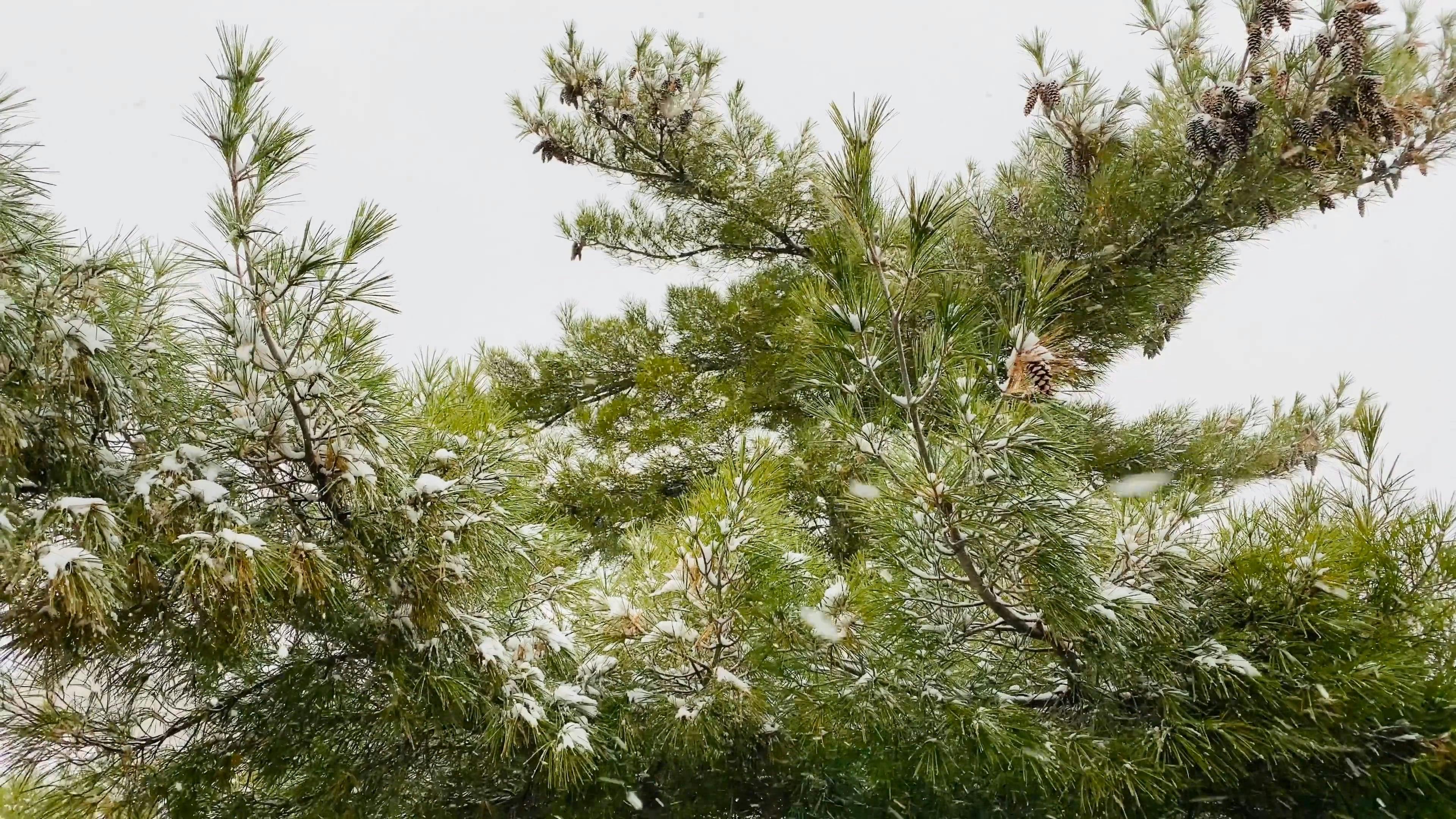 Pine Tress Covered With Snow · Free Stock Video