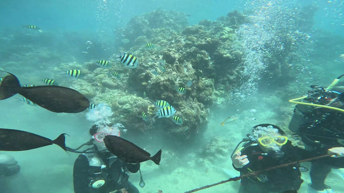 Under The Sea Videos, Download The BEST Free 4k Stock Video Footage ...