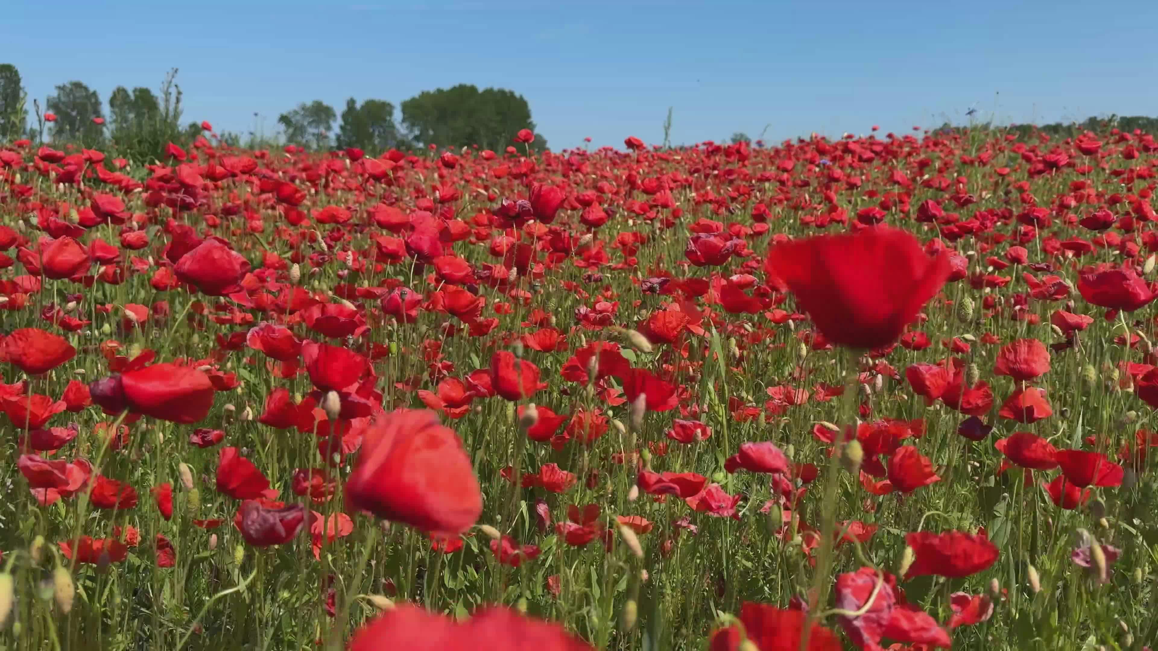 Padang Rumput Semarak Bunga Poppy Merah Yang Bermekaran Di Musim Semi ...