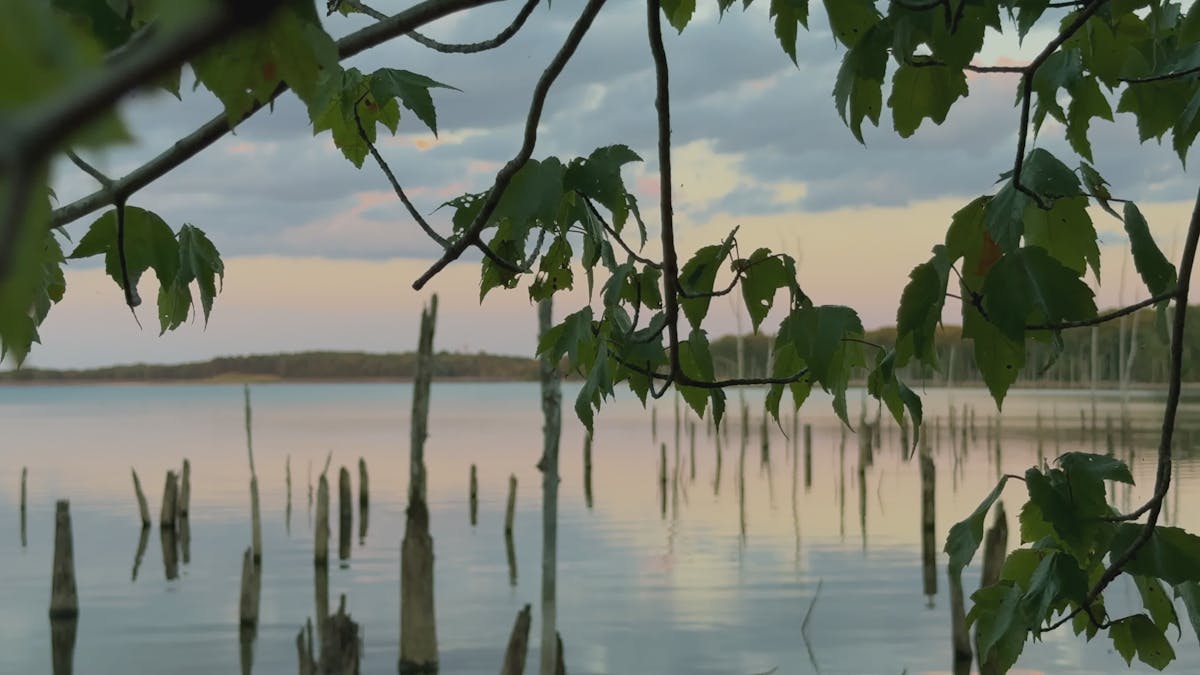 Bely+Belinda+Shiny+Flowers Videos, Download The BEST Free 4k Stock ...