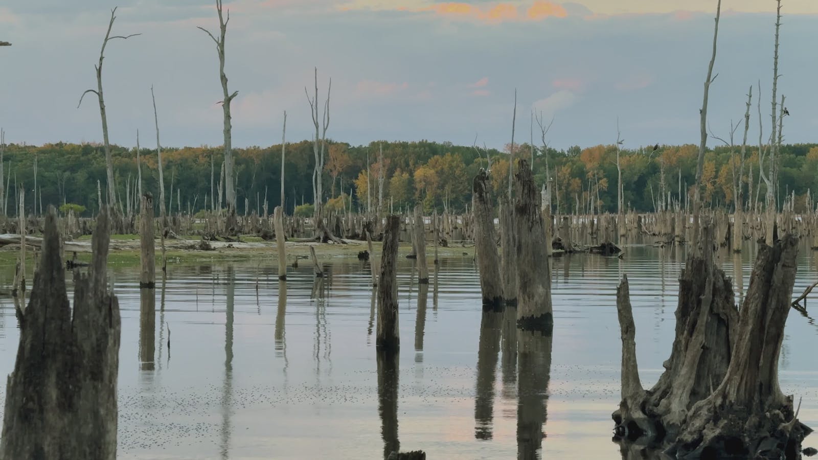 Bely+Belinda+Shiny+Flowers Videos, Download The BEST Free 4k Stock ...