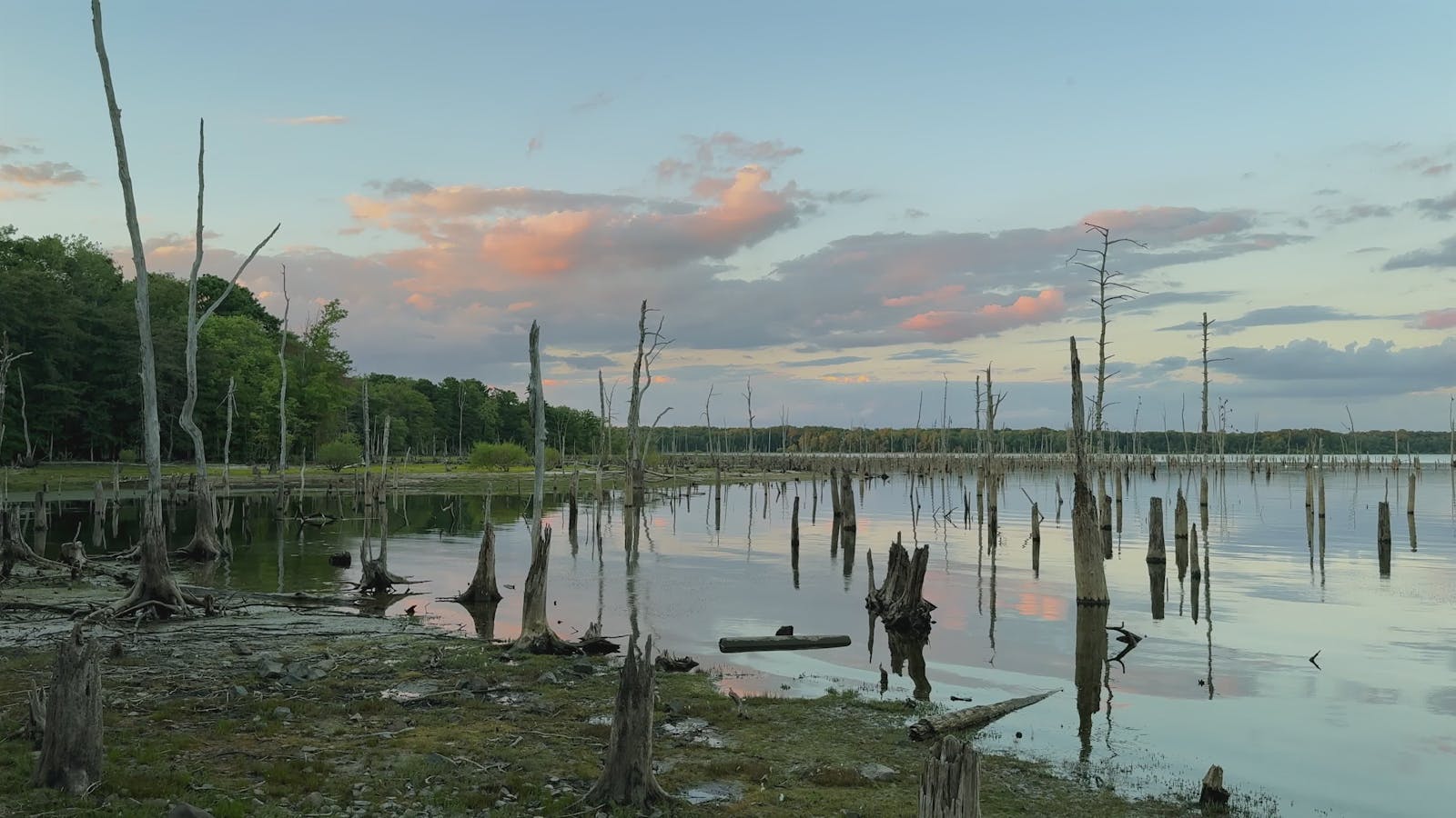 Bely+Belinda+Shiny+Flowers Videos, Download The BEST Free 4k Stock ...