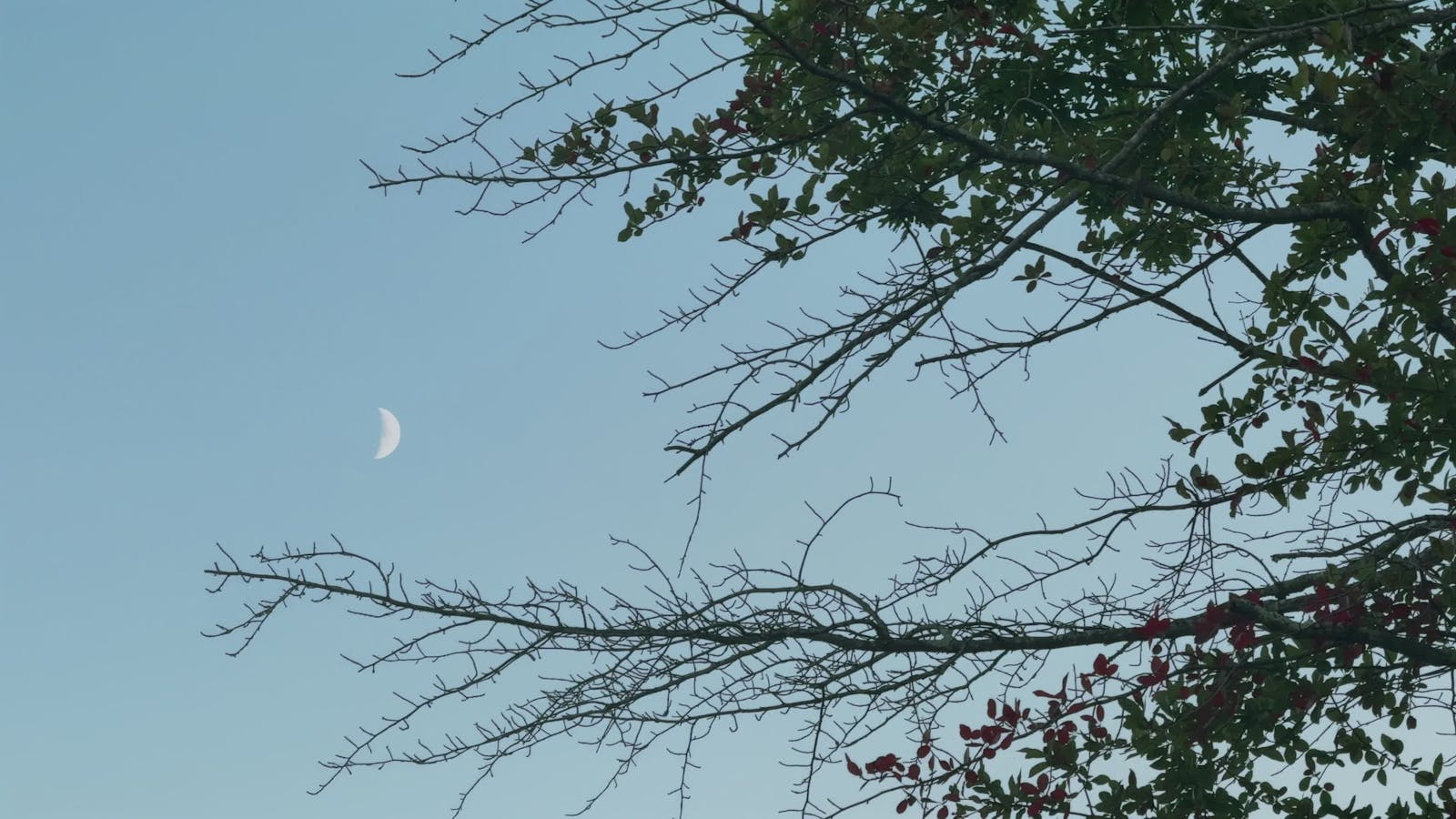 Bely+Belinda+Shiny+Flowers Videos, Download The BEST Free 4k Stock ...