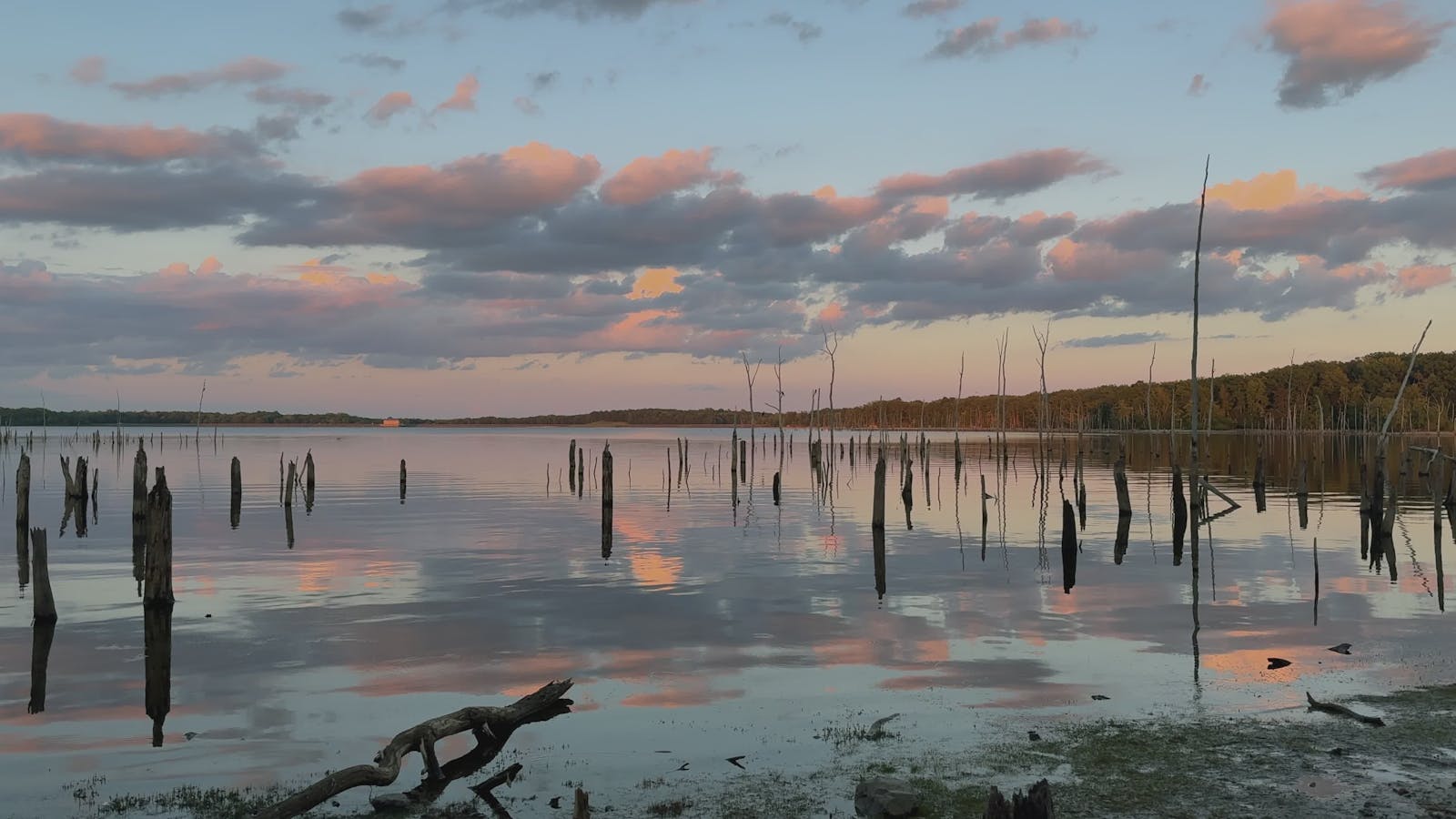 Bely+Belinda+Shiny+Flowers Videos, Download The BEST Free 4k Stock ...