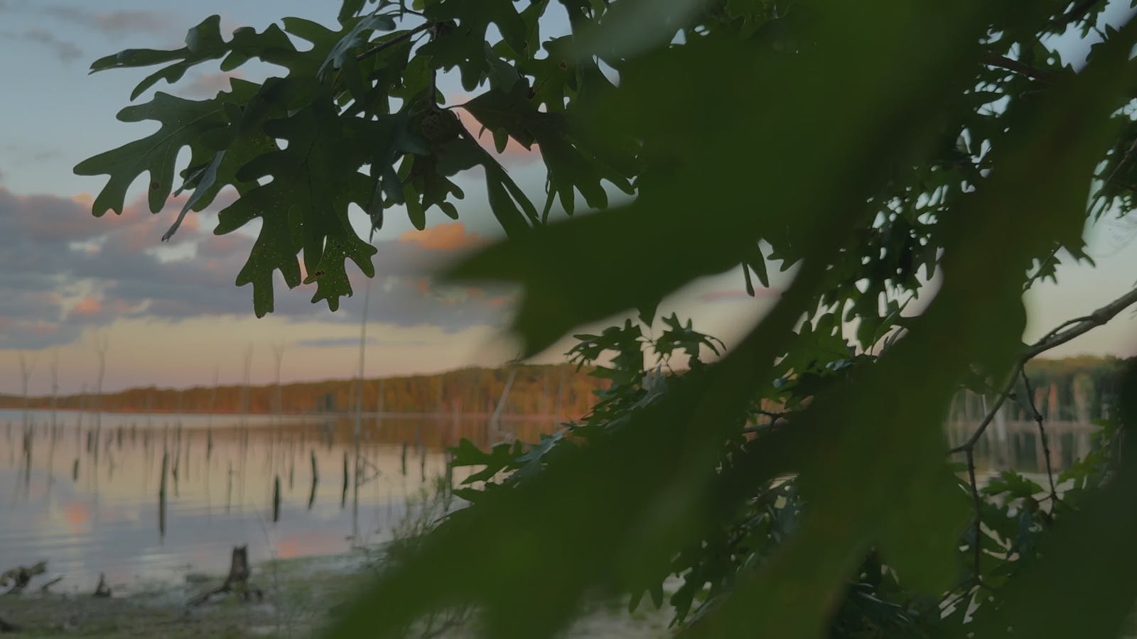 Bely+Belinda+Shiny+Flowers Videos, Download The BEST Free 4k Stock ...