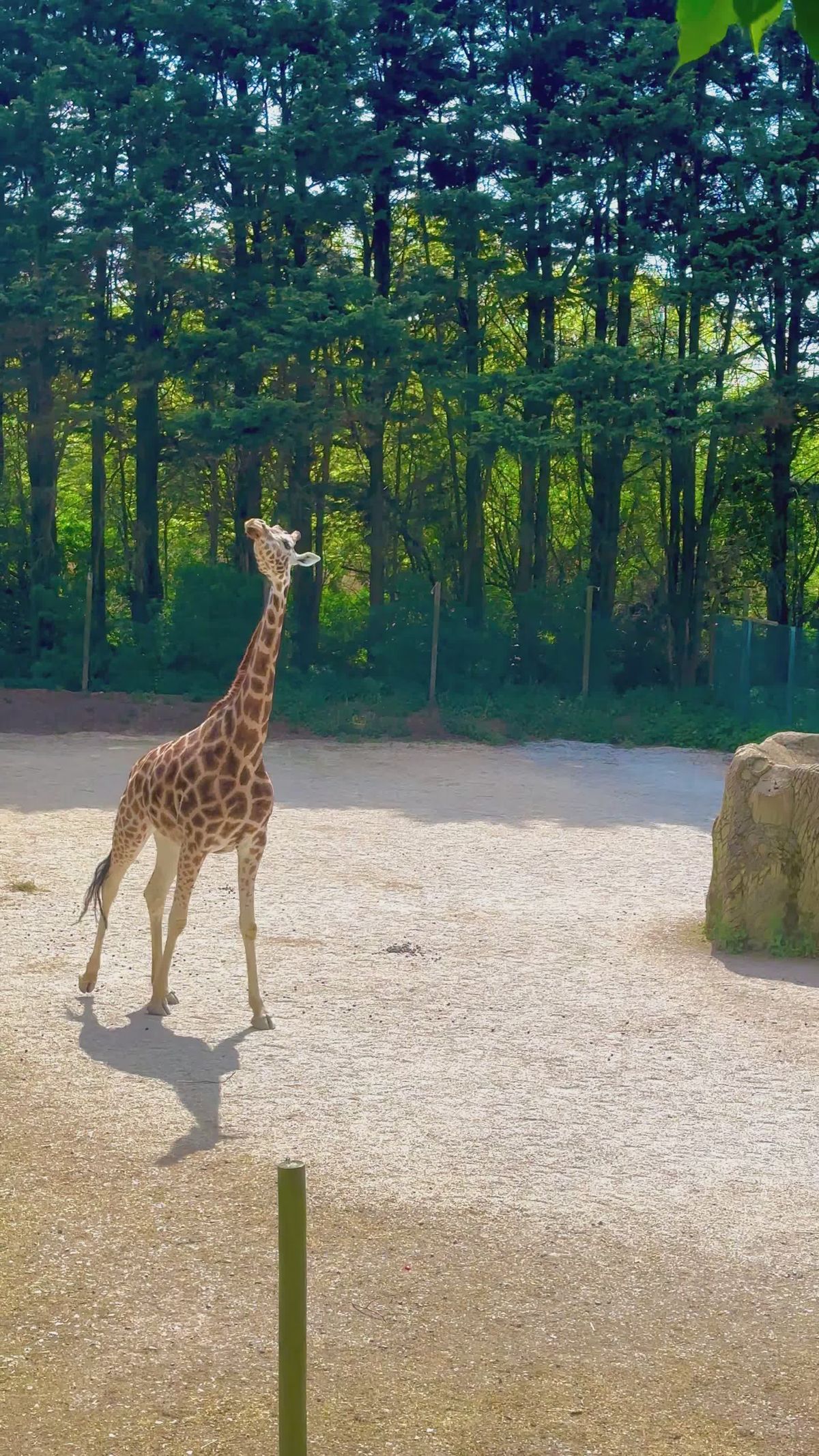 Zoo+Xrt Videos, Download The BEST Free 4k Stock Video Footage & Zoo+Xrt ...