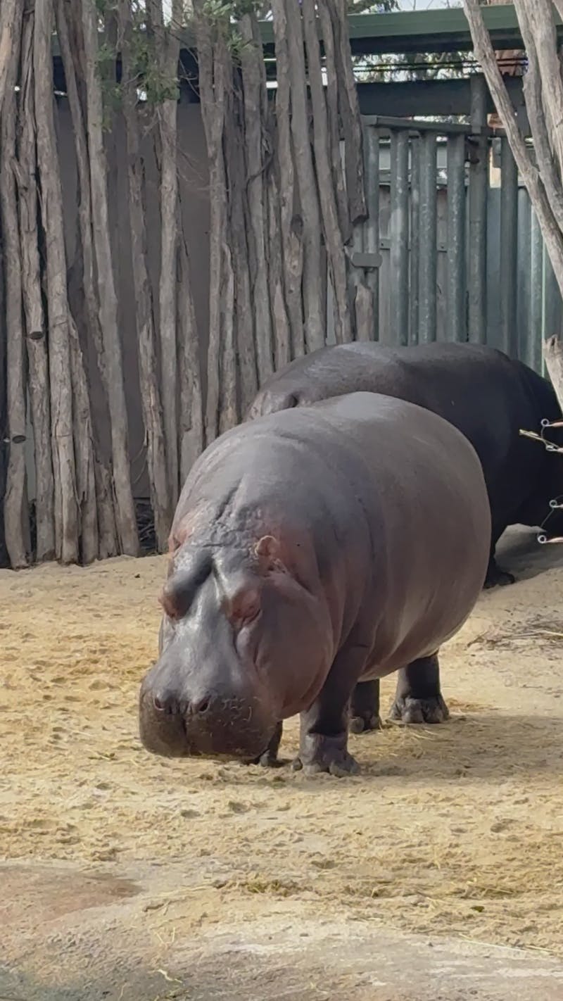 Zoo Animals Videos, Download The BEST Free 4k Stock Video Footage & Zoo ...