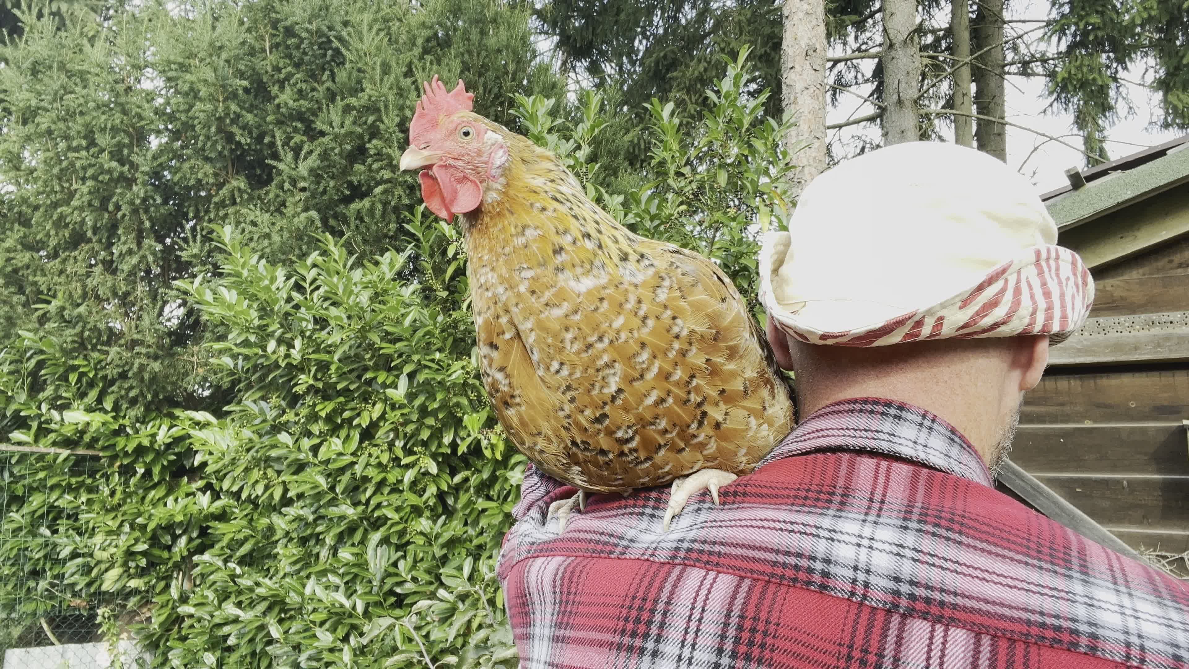 Man with Chicken on Shoulder in Garden Free Stock Video Footage ...