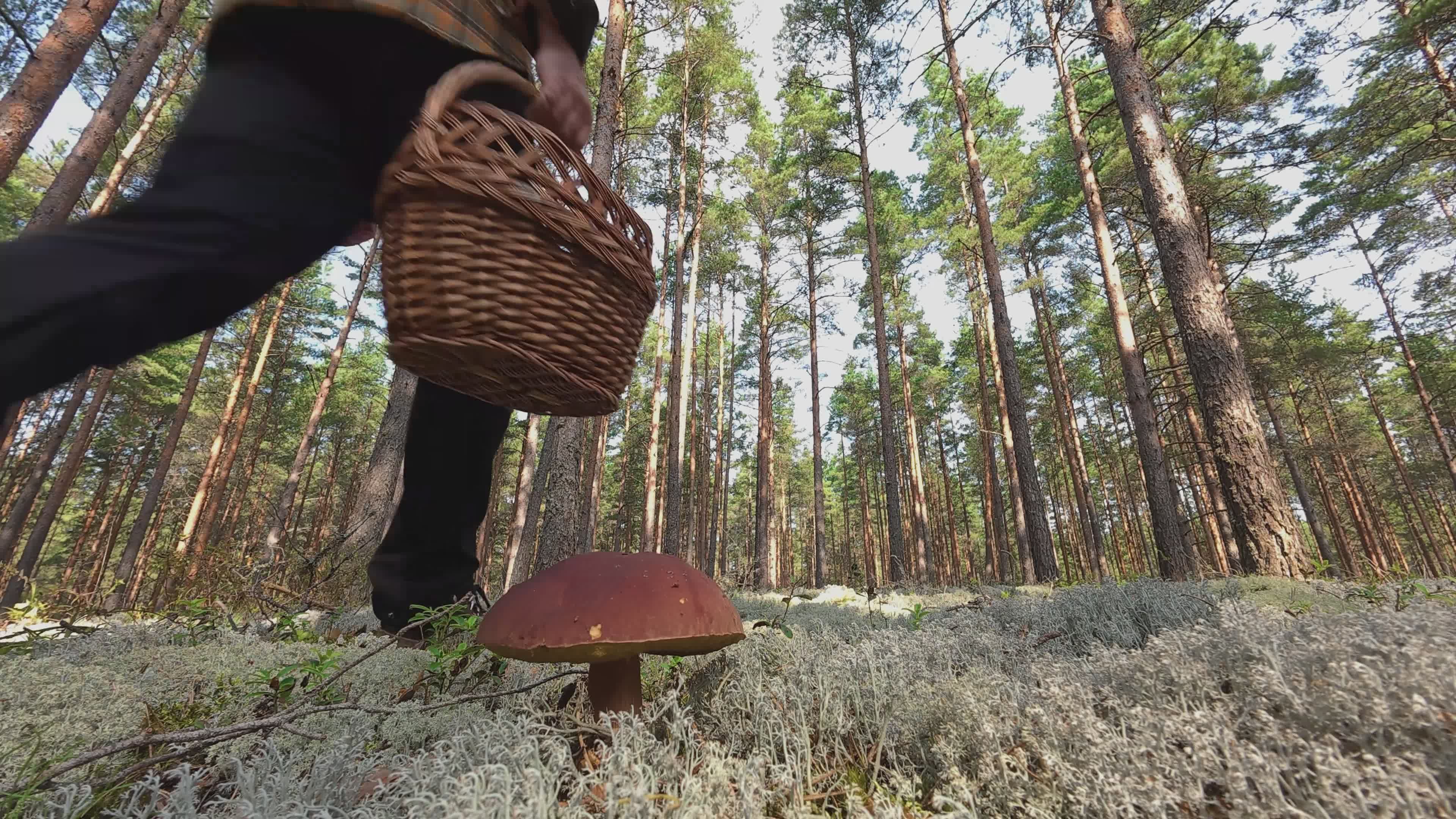 Foraging in Pine Forest with Basket and Mushroom Free Stock Video ...