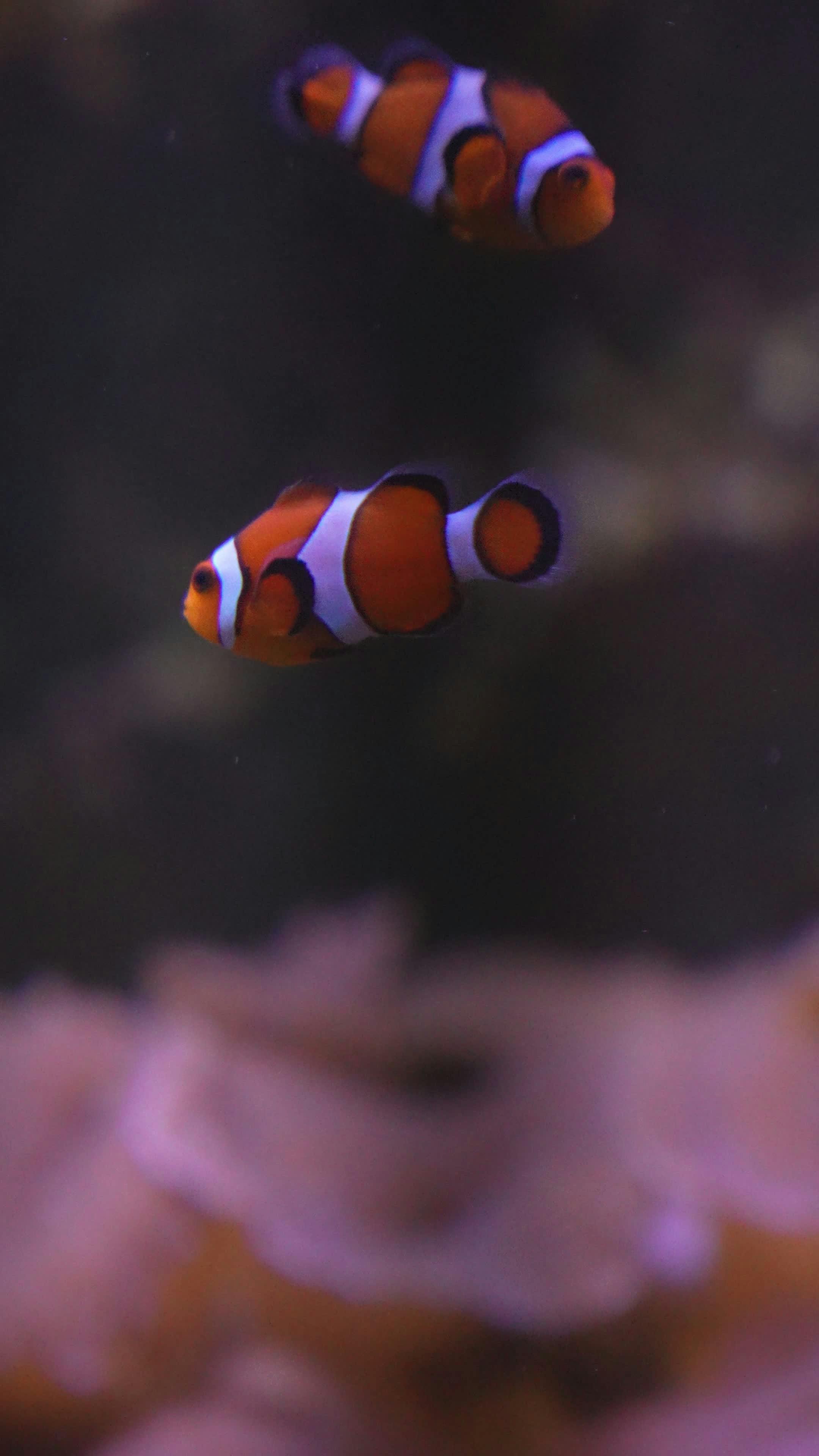 Fish Dancing Videos, Download The BEST Free 4k Stock Video Footage ...