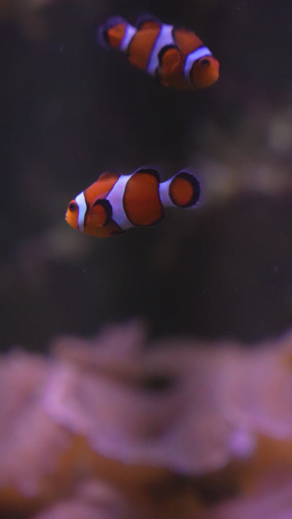 Fish Dancing Videos, Download The BEST Free 4k Stock Video Footage ...