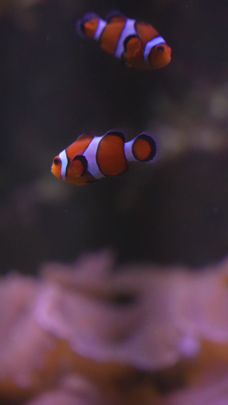 Fish Dancing Videos, Download The BEST Free 4k Stock Video Footage ...