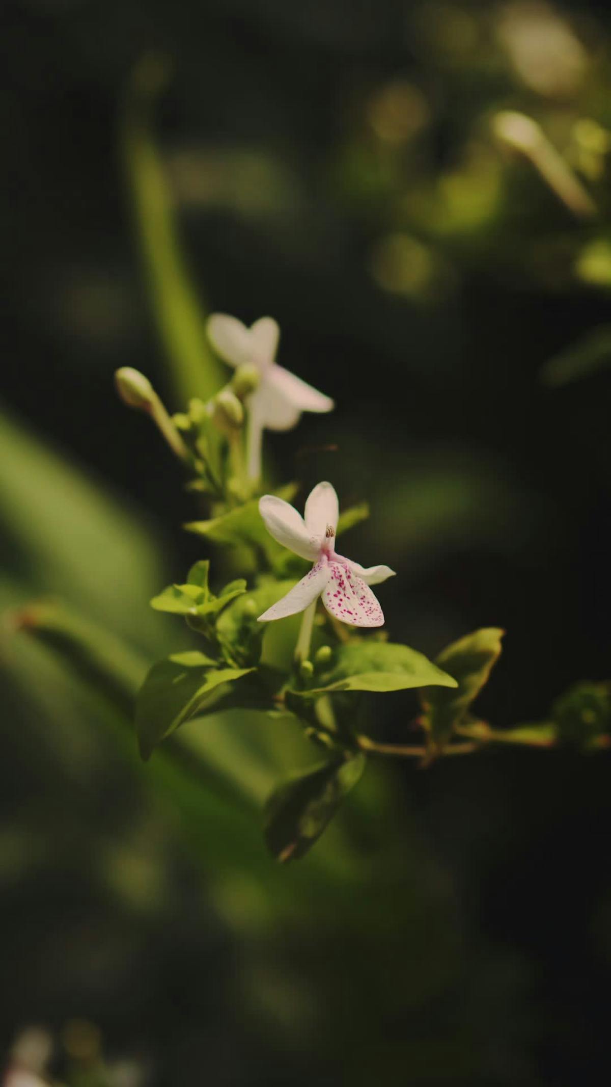 Bangladeshi+Viral+Video Videos, Download The BEST Free 4k Stock Video Footage & Bangladeshi ...