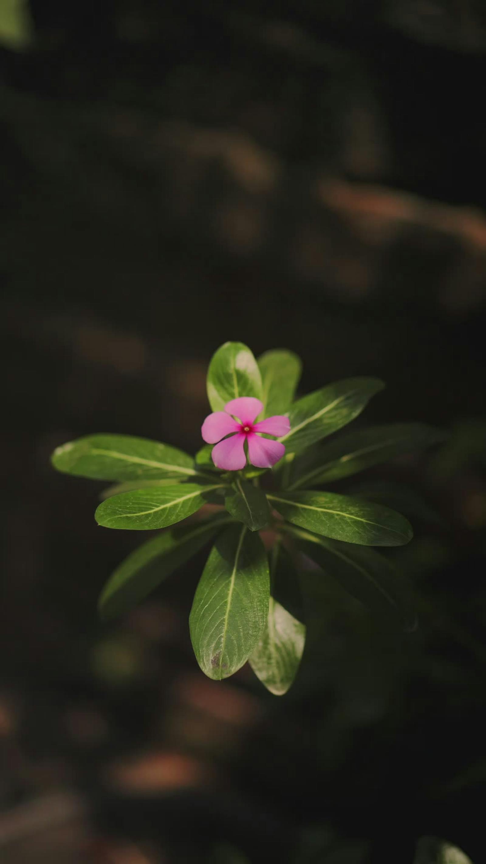 Balatkar+Scenes Videos, Download The BEST Free 4k Stock Video Footage ...