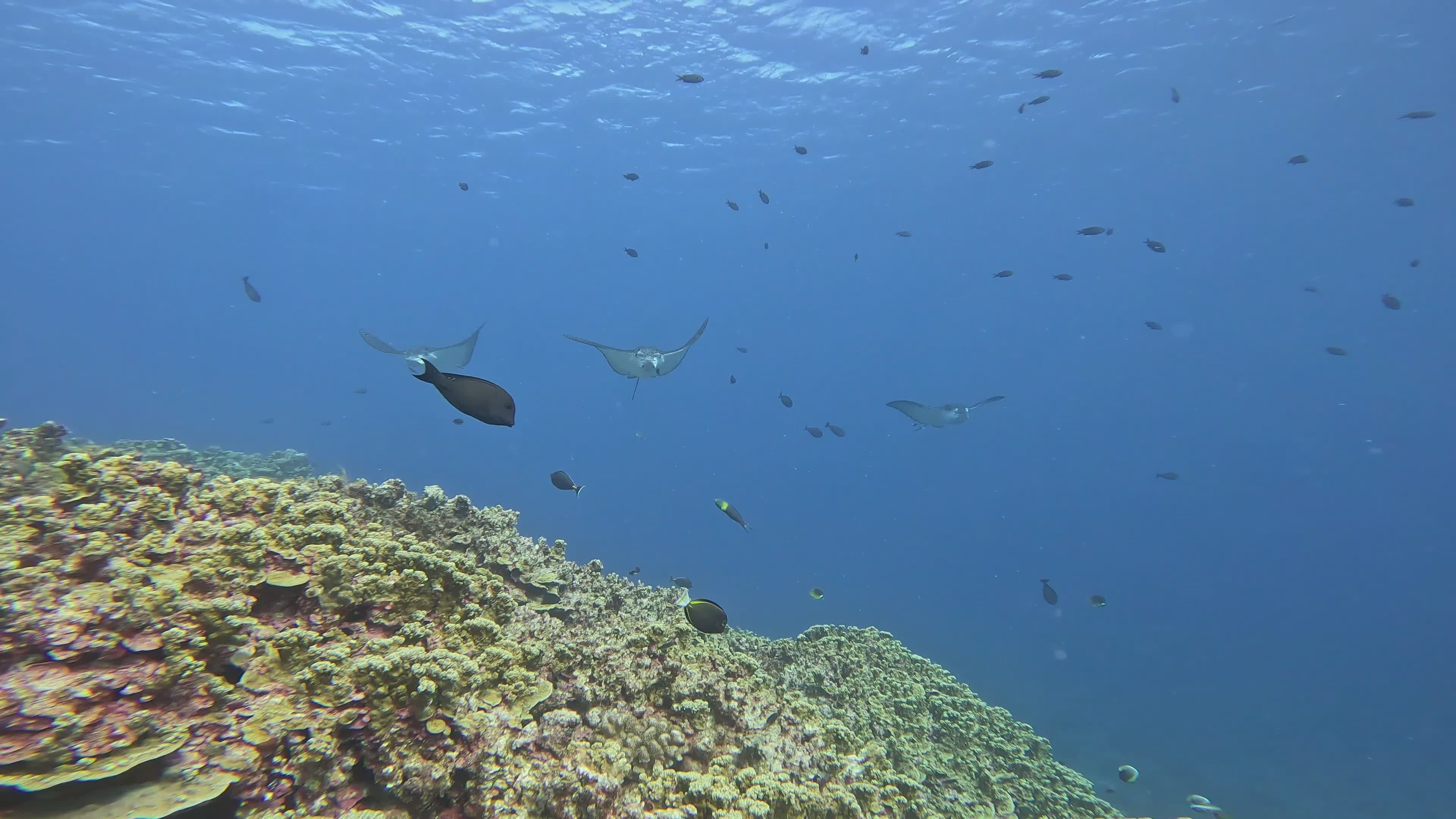 Underwater Scene With Fish And Coral Reefs Videos, Download The BEST ...