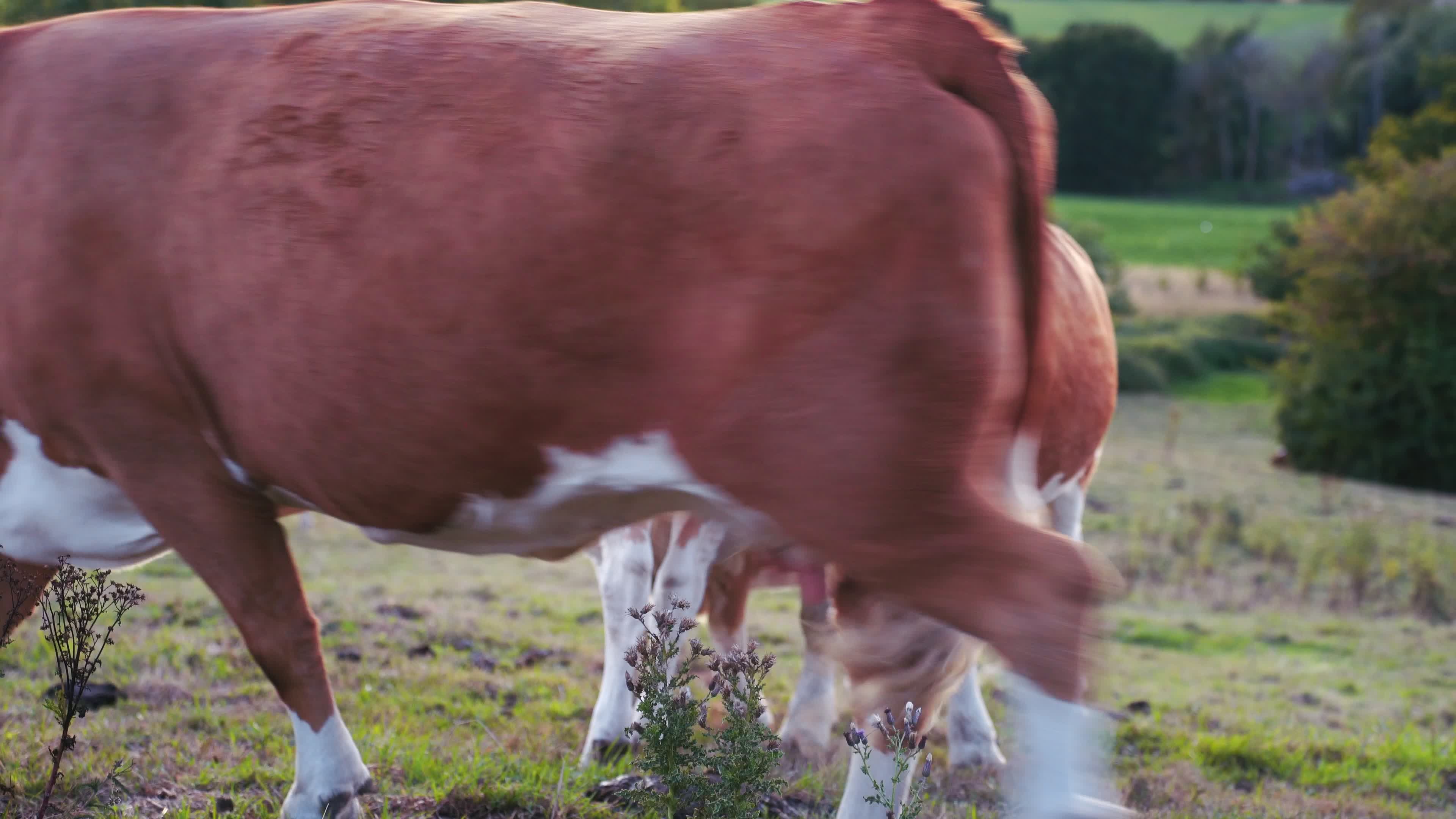 Peaceful Cows Grazing at Sunset in Pasture Free Stock Video Footage ...