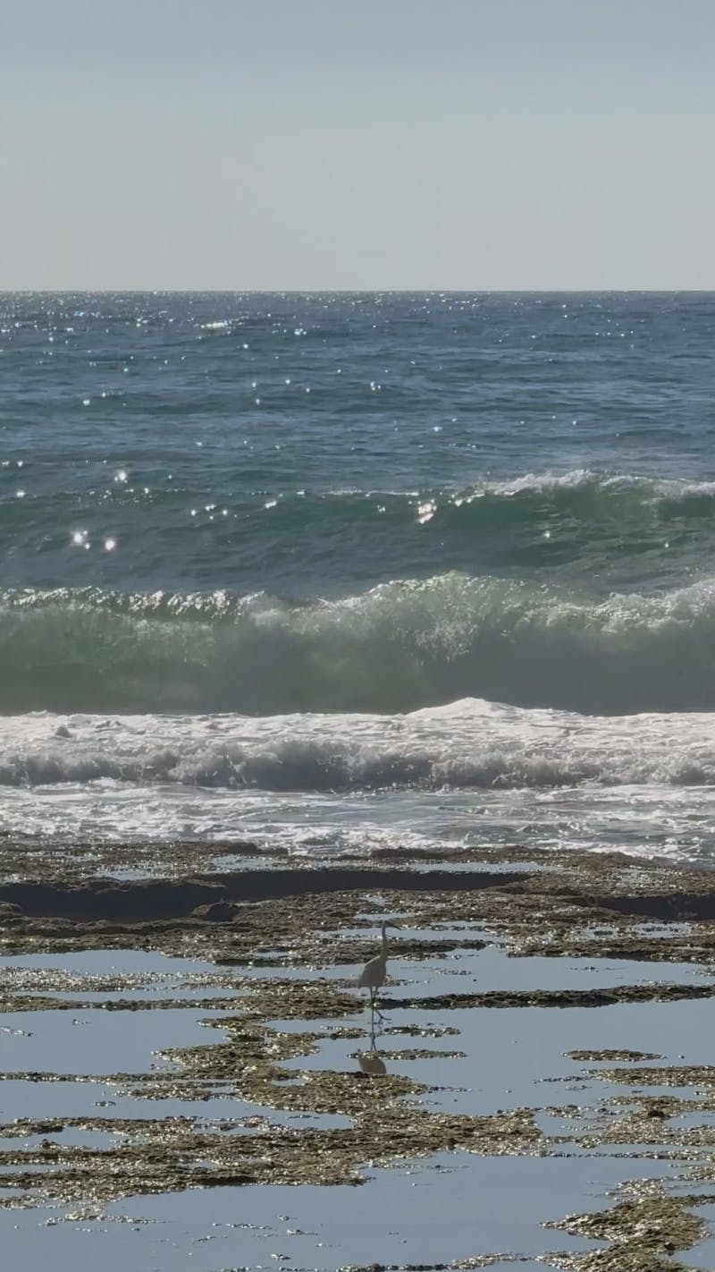 Hidden+Camera+Naturist+Beach Videos, Download The BEST Free 4k Stock Video Footage & Hidden ...